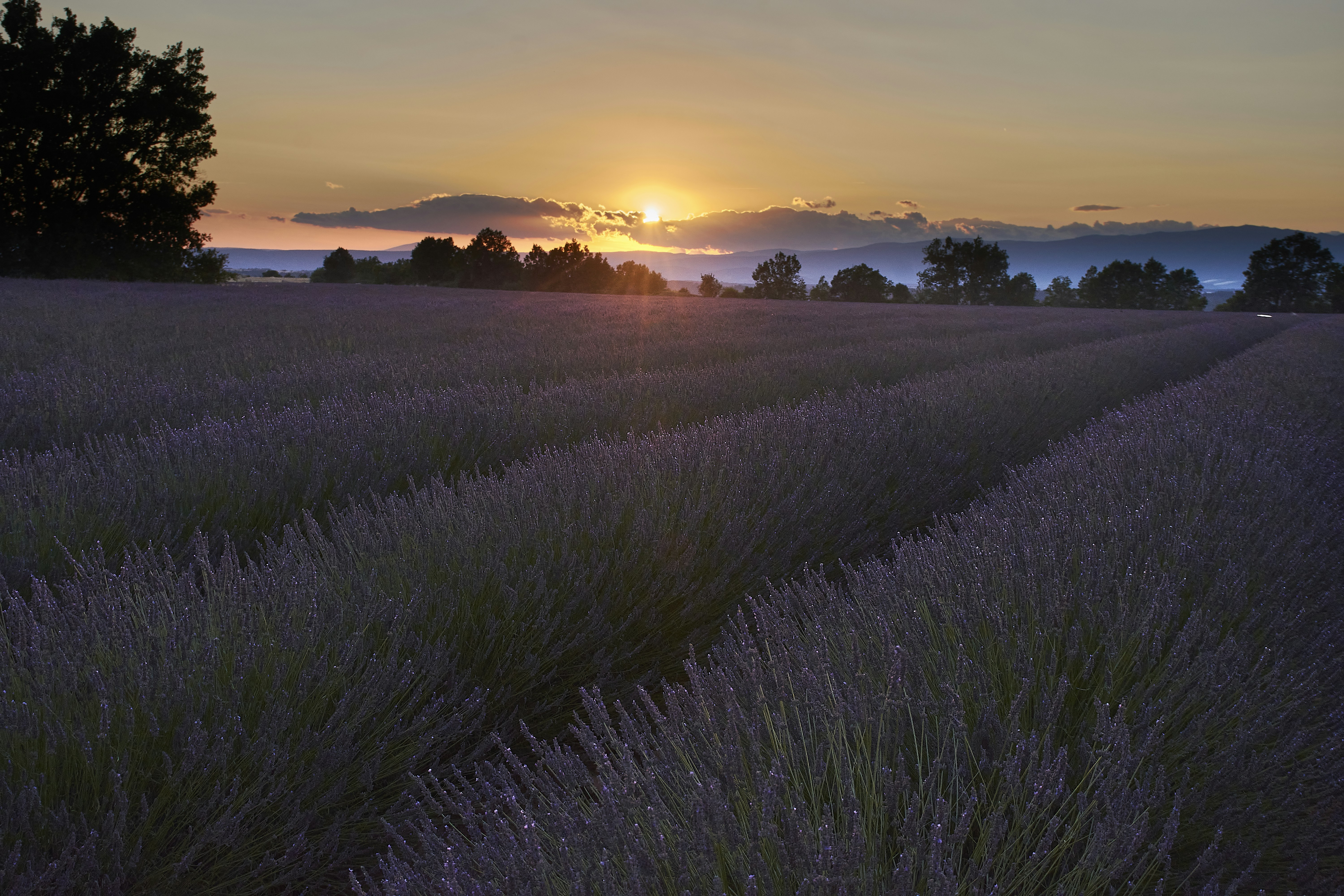 Lavender Rows at Sunset: Quiet Fields Beneath a Gentle Horizon