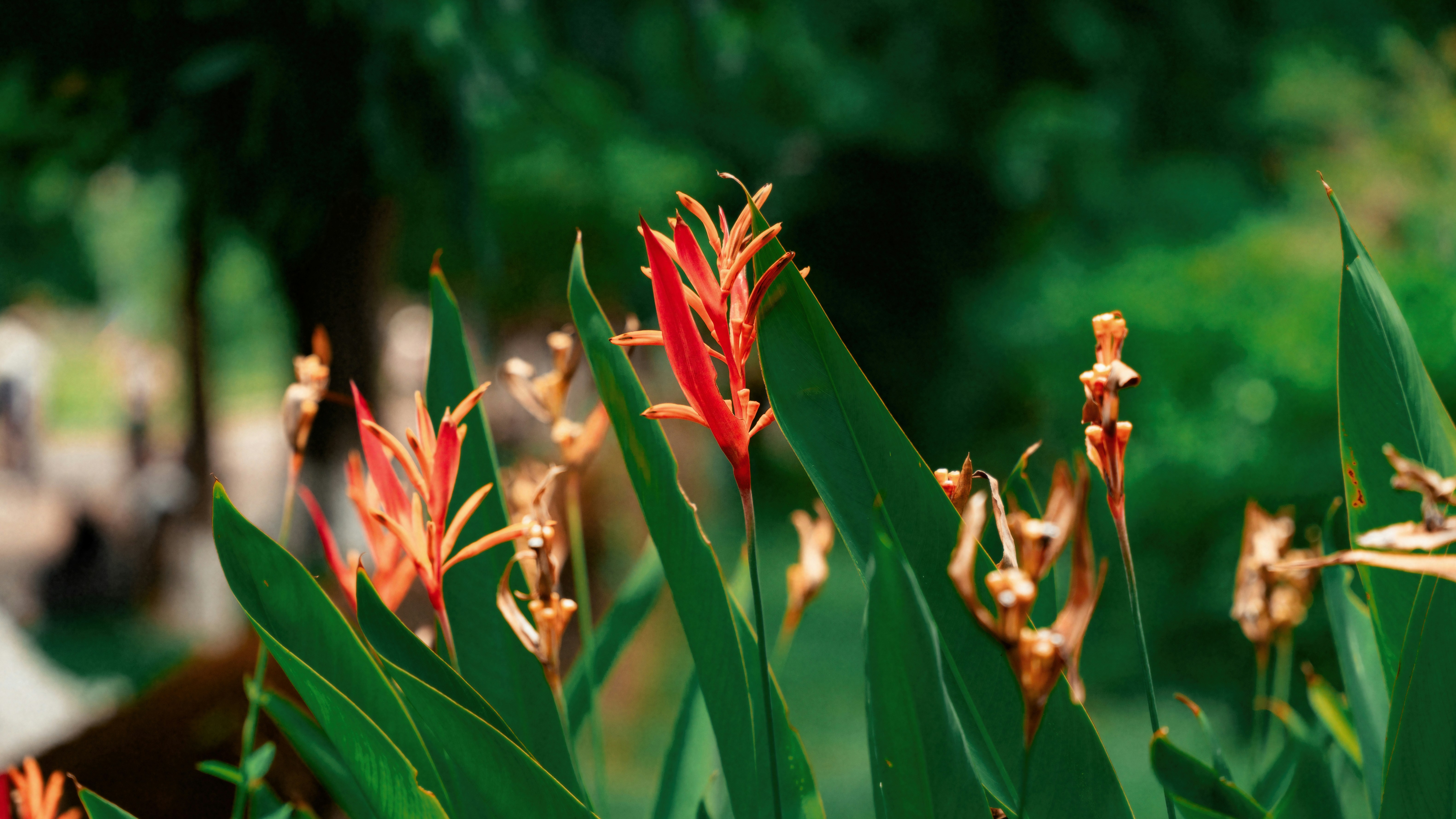 Crimson Torch Blossoms Rising from Green Foliage