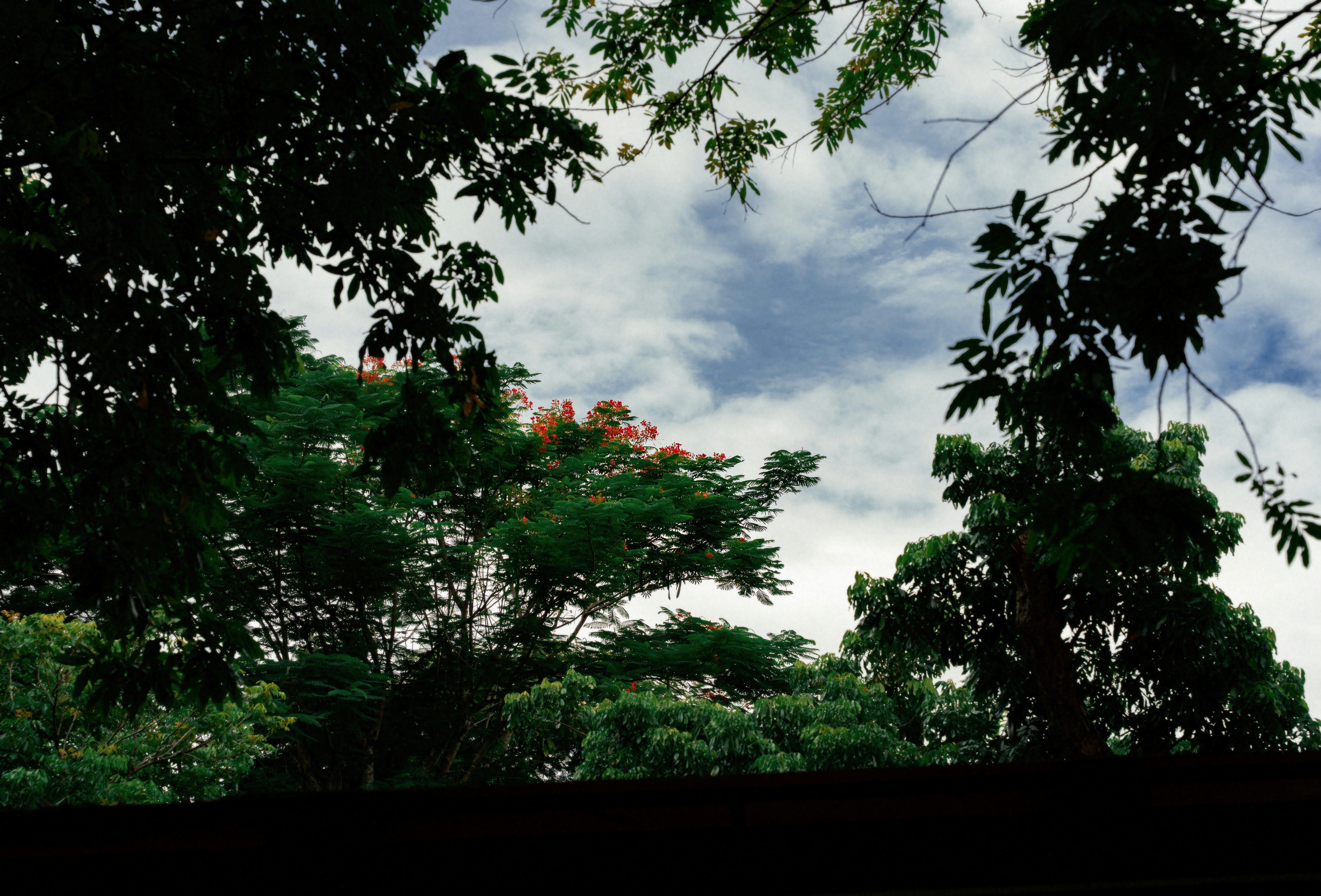 Canopy Over Sky: Framed Light Through Verdant Edges