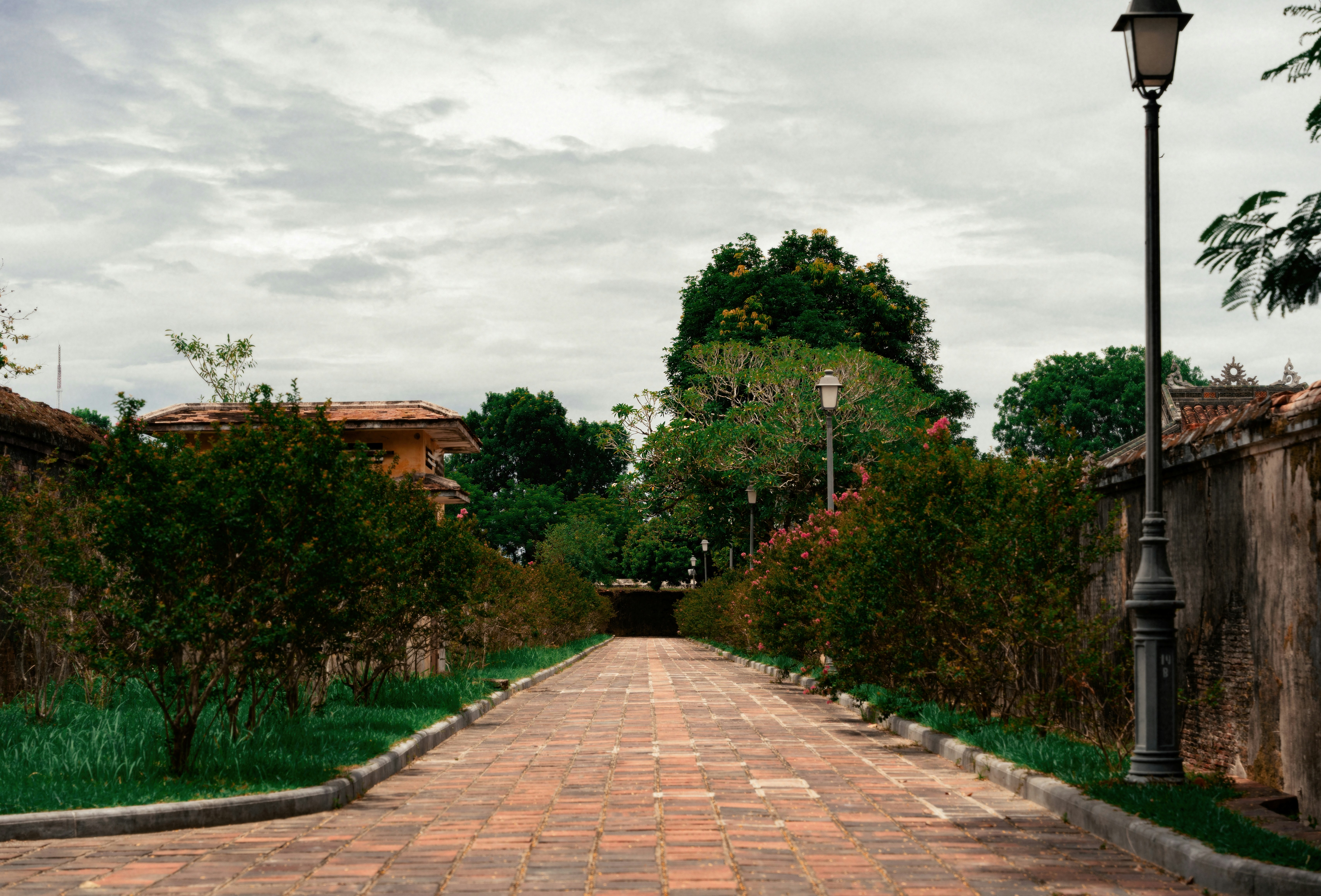Umbrella of Trees Along a Quiet Brick Path