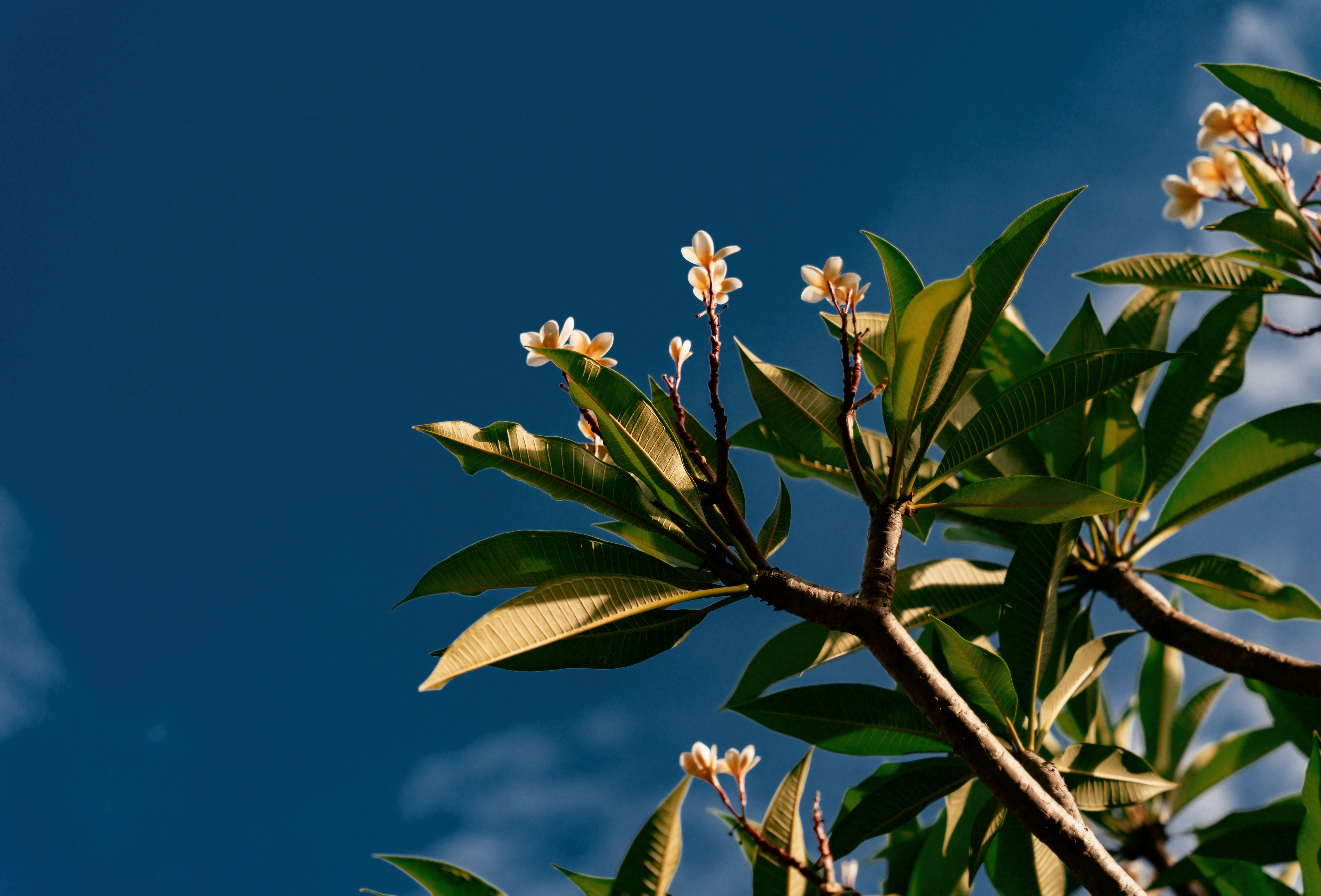 Sunny Orchard Branches Reaching Toward a Clear Sky