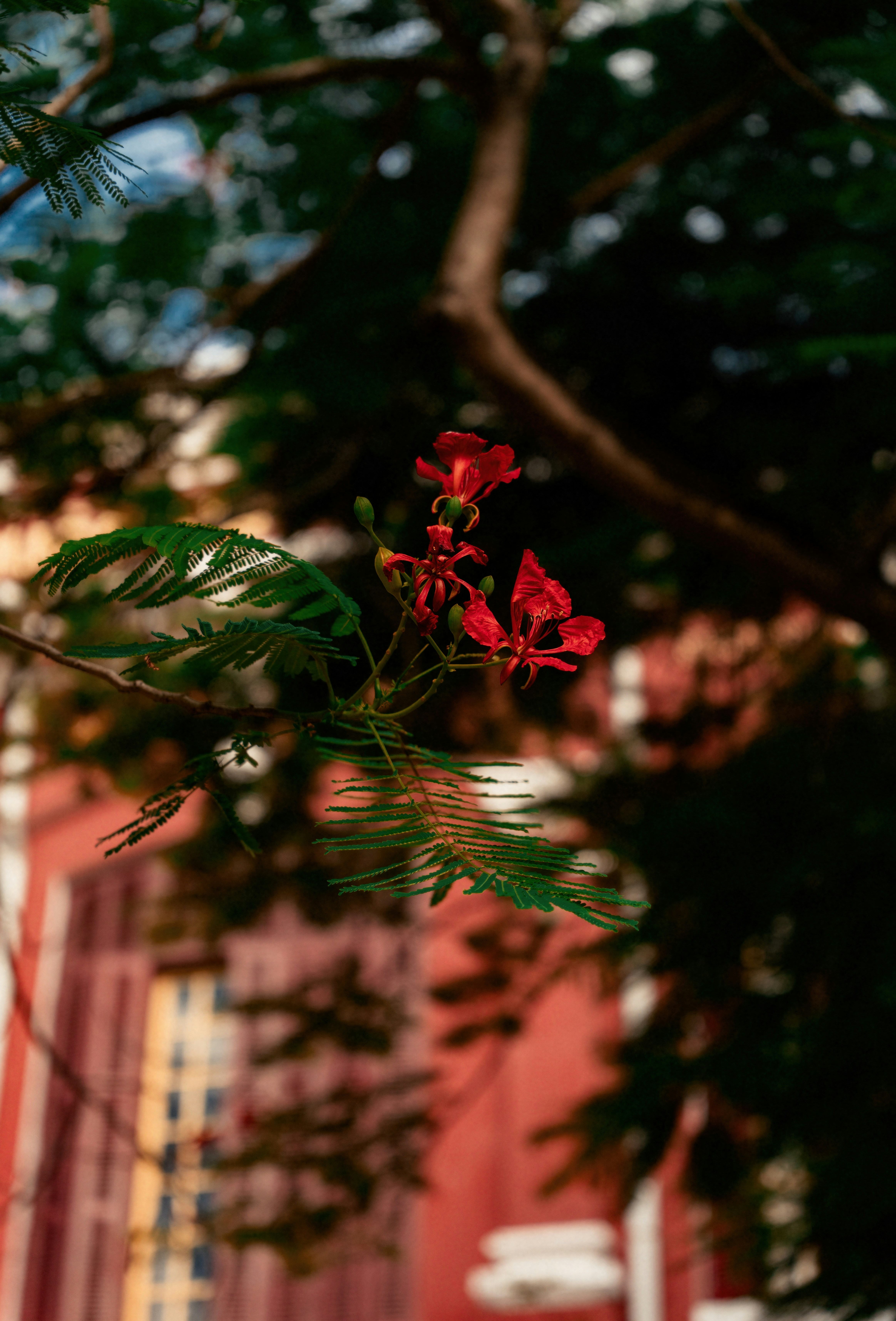 Red Crocus of Glass and Brick