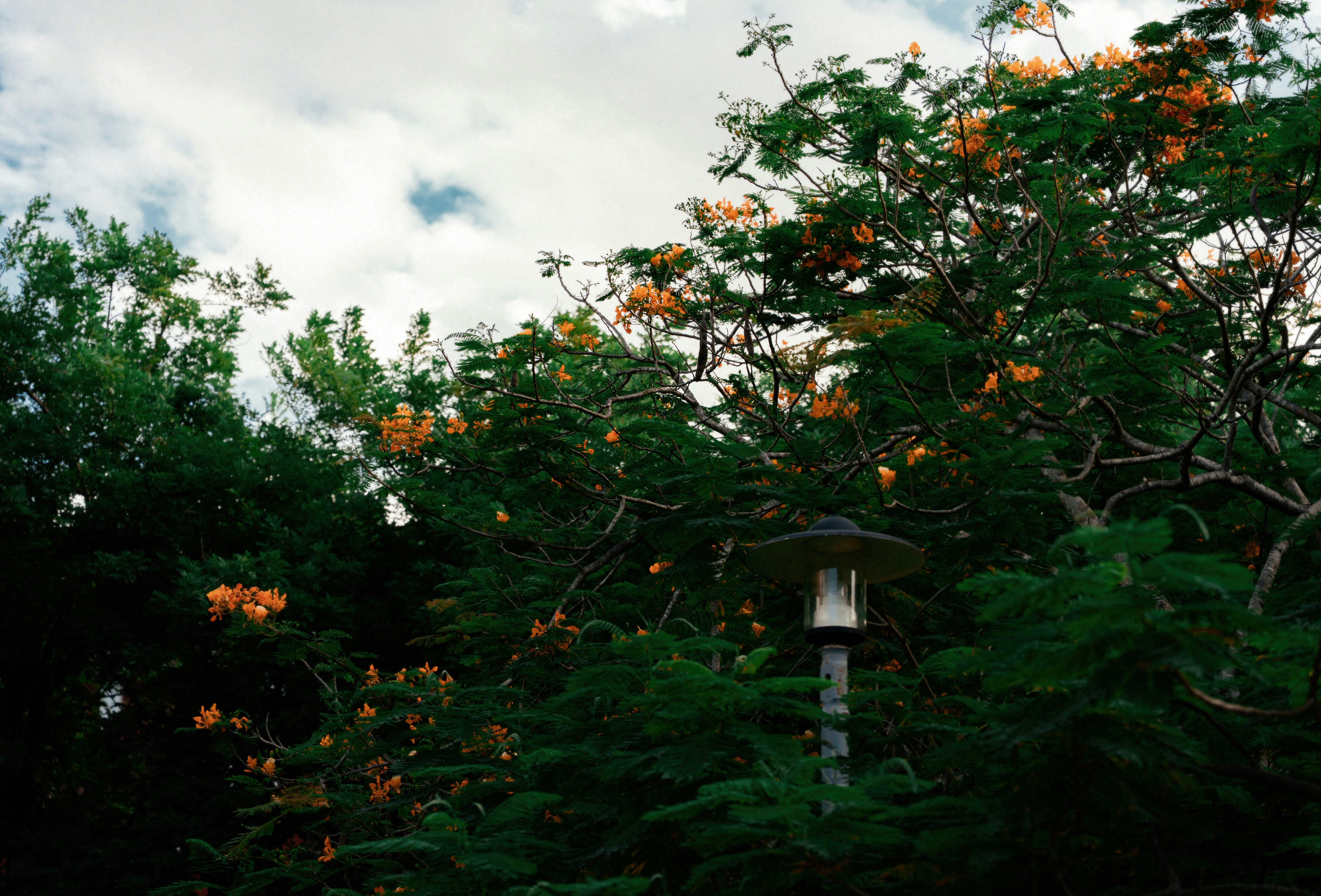 Lantern in the Quiet Canopy