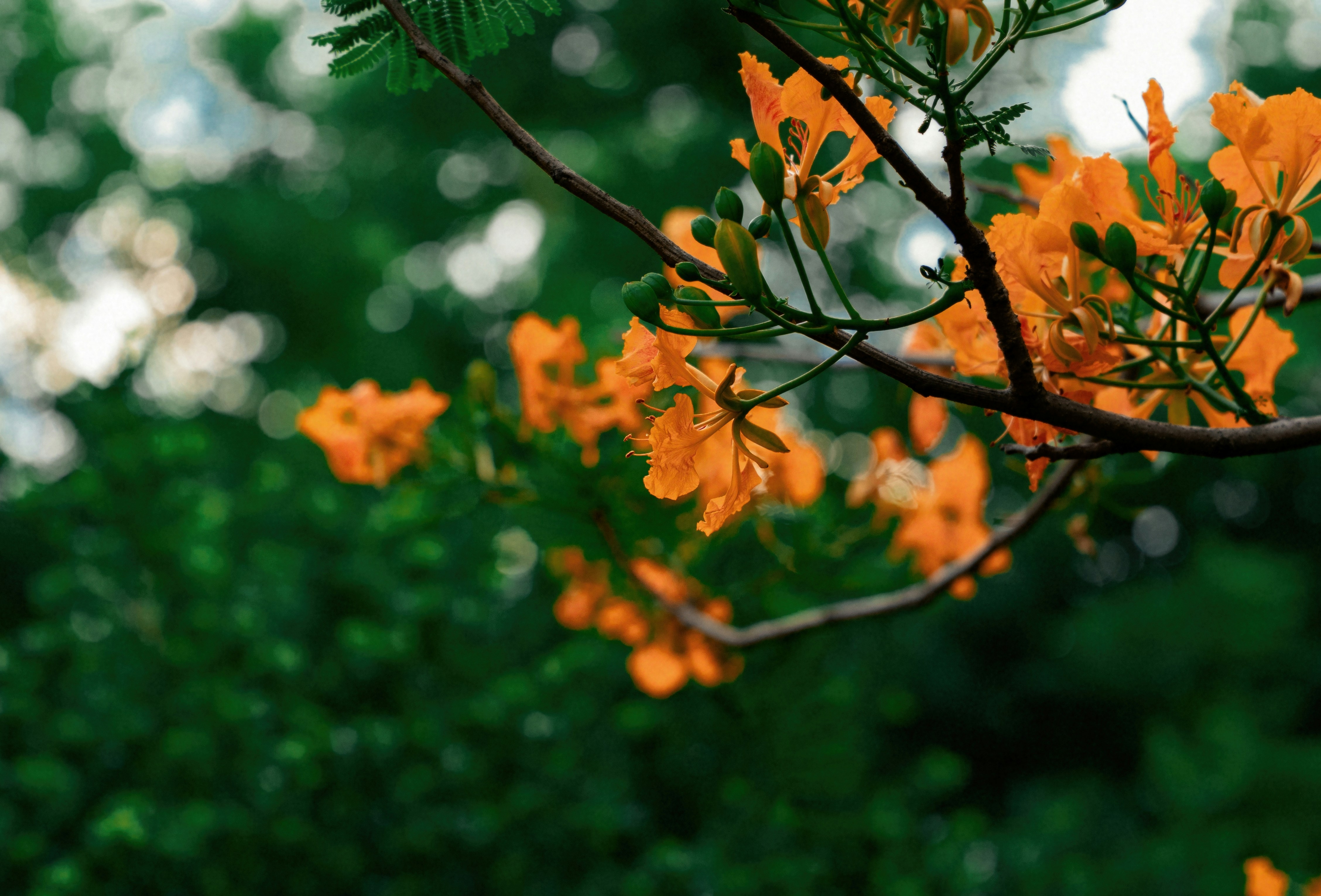 Orange blossoms in a green haze: a slender branch in soft focus