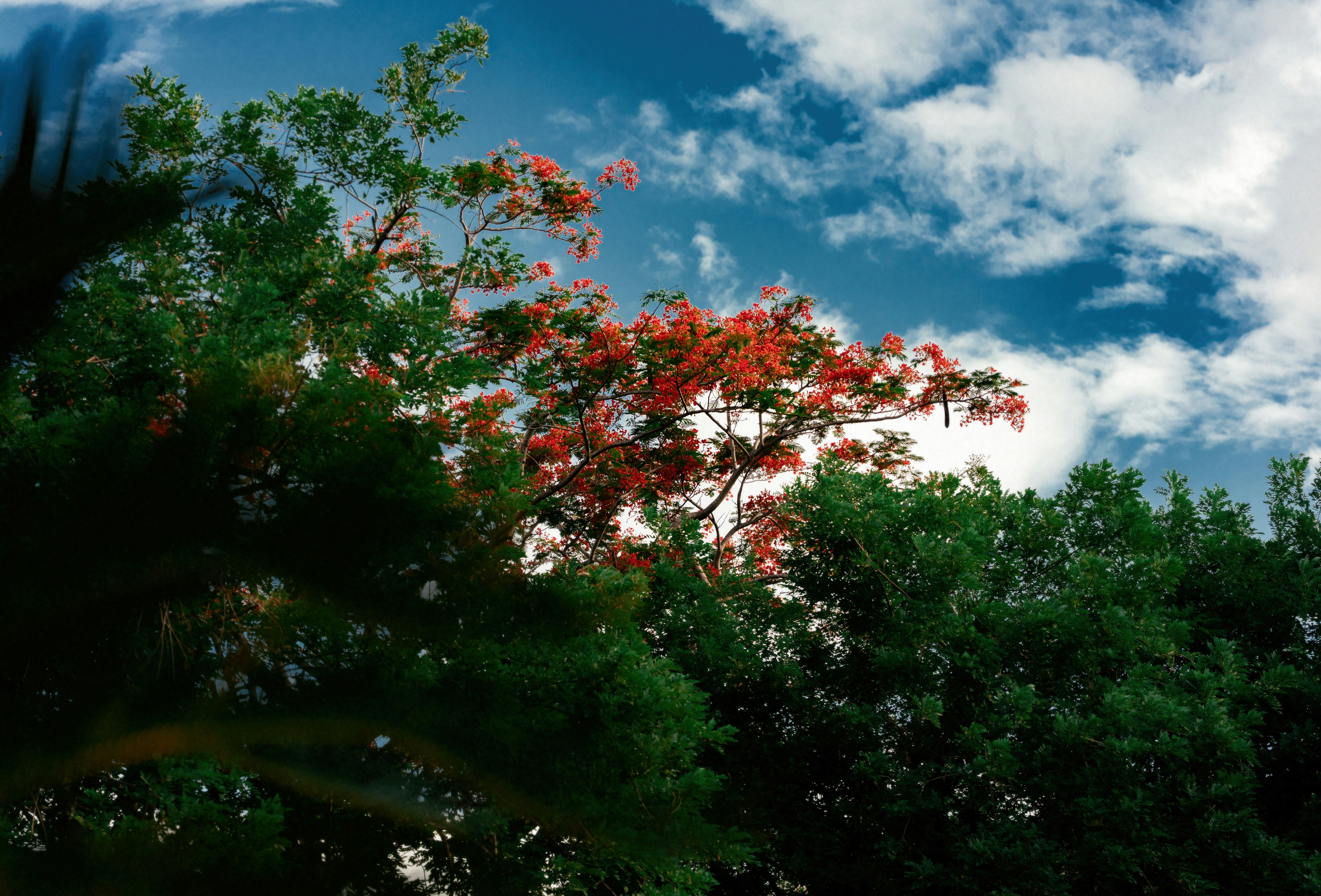 Red-Leaf Accent Above the Canopy