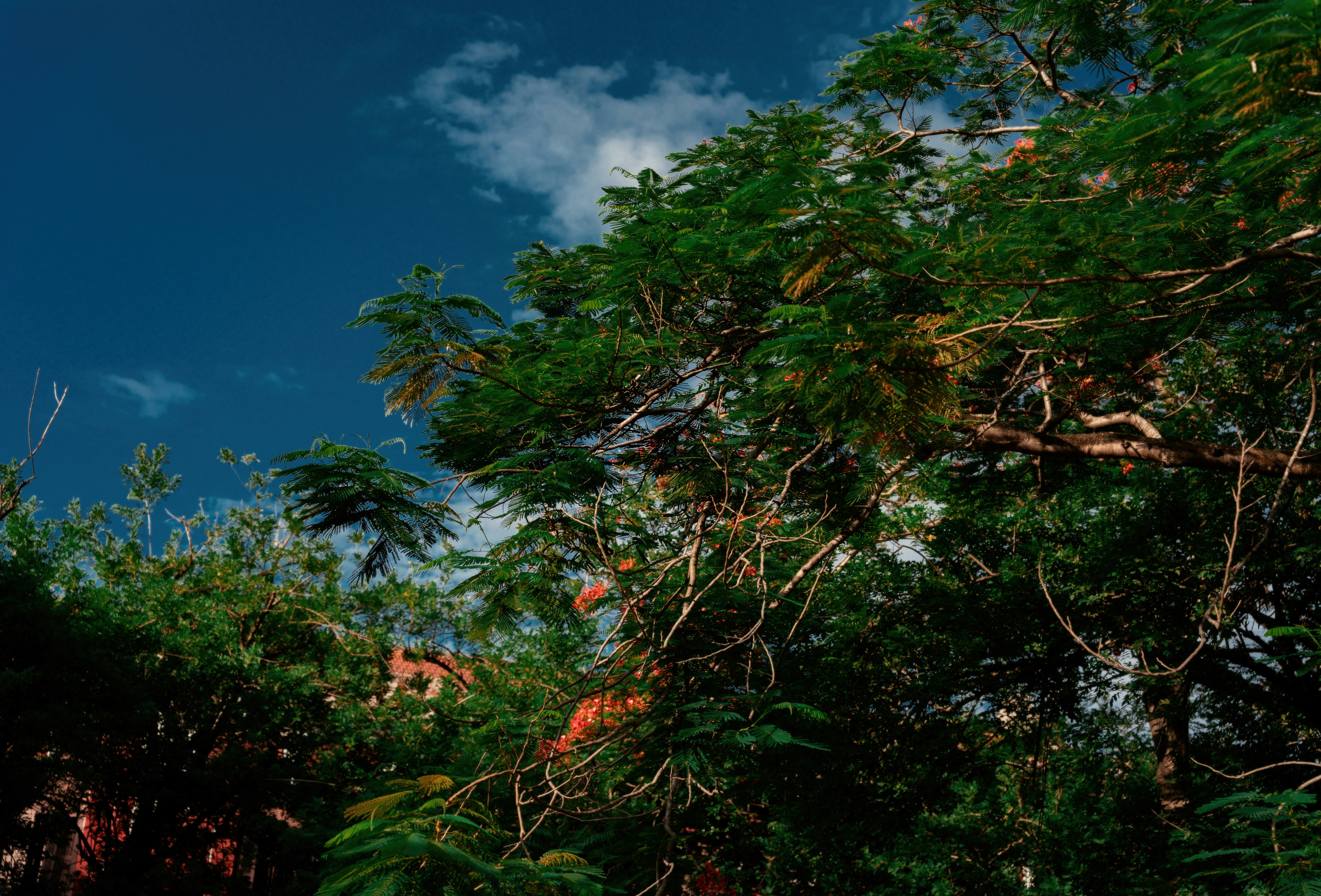 Sunlit Canopy and Bluest Sky Overgrown Garden Treescape