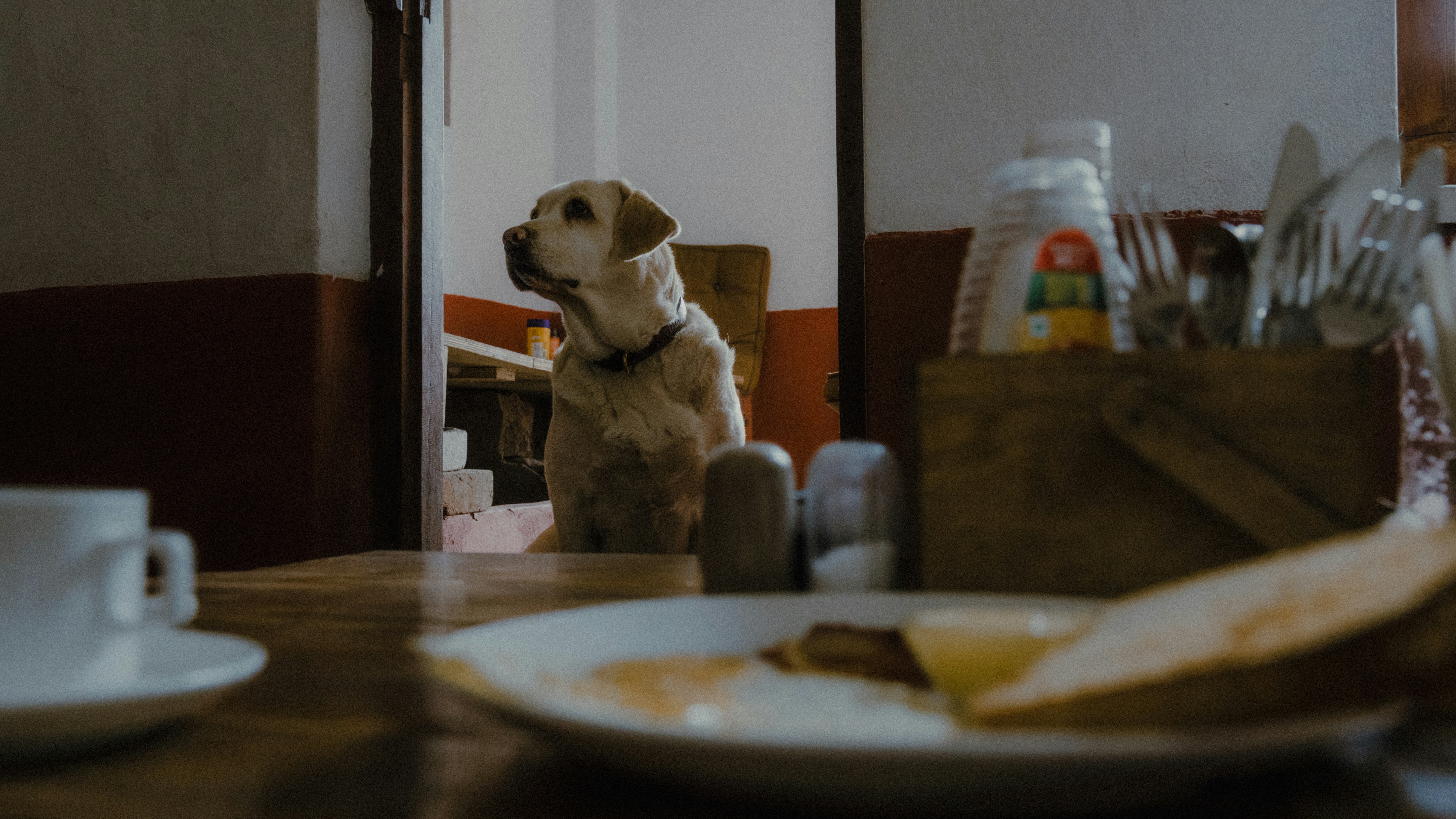 Pause at the Cafe: A Dog’s Stare from a Quiet Table