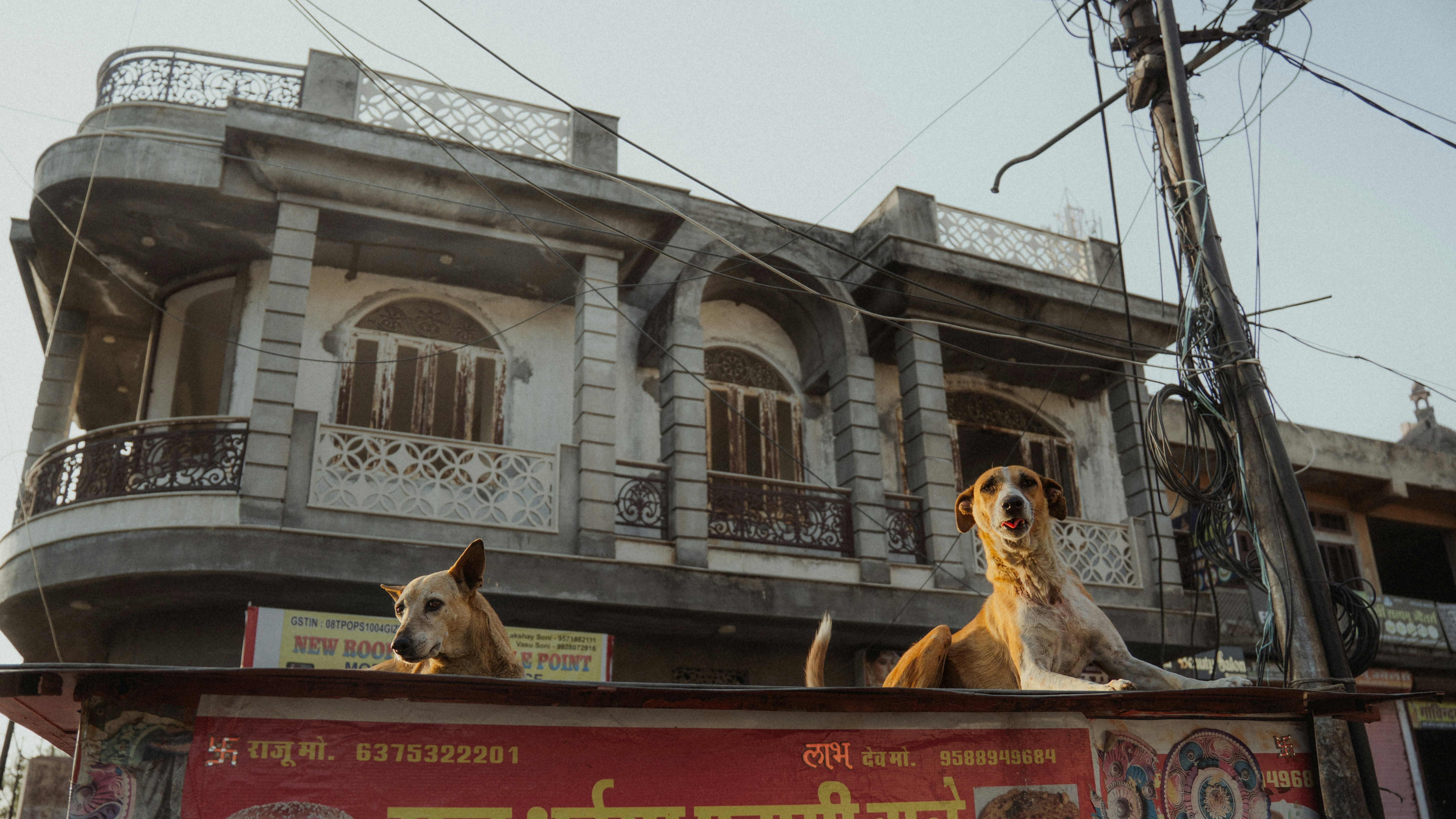 Curious canine on a balcony over a sunlit colonial facade