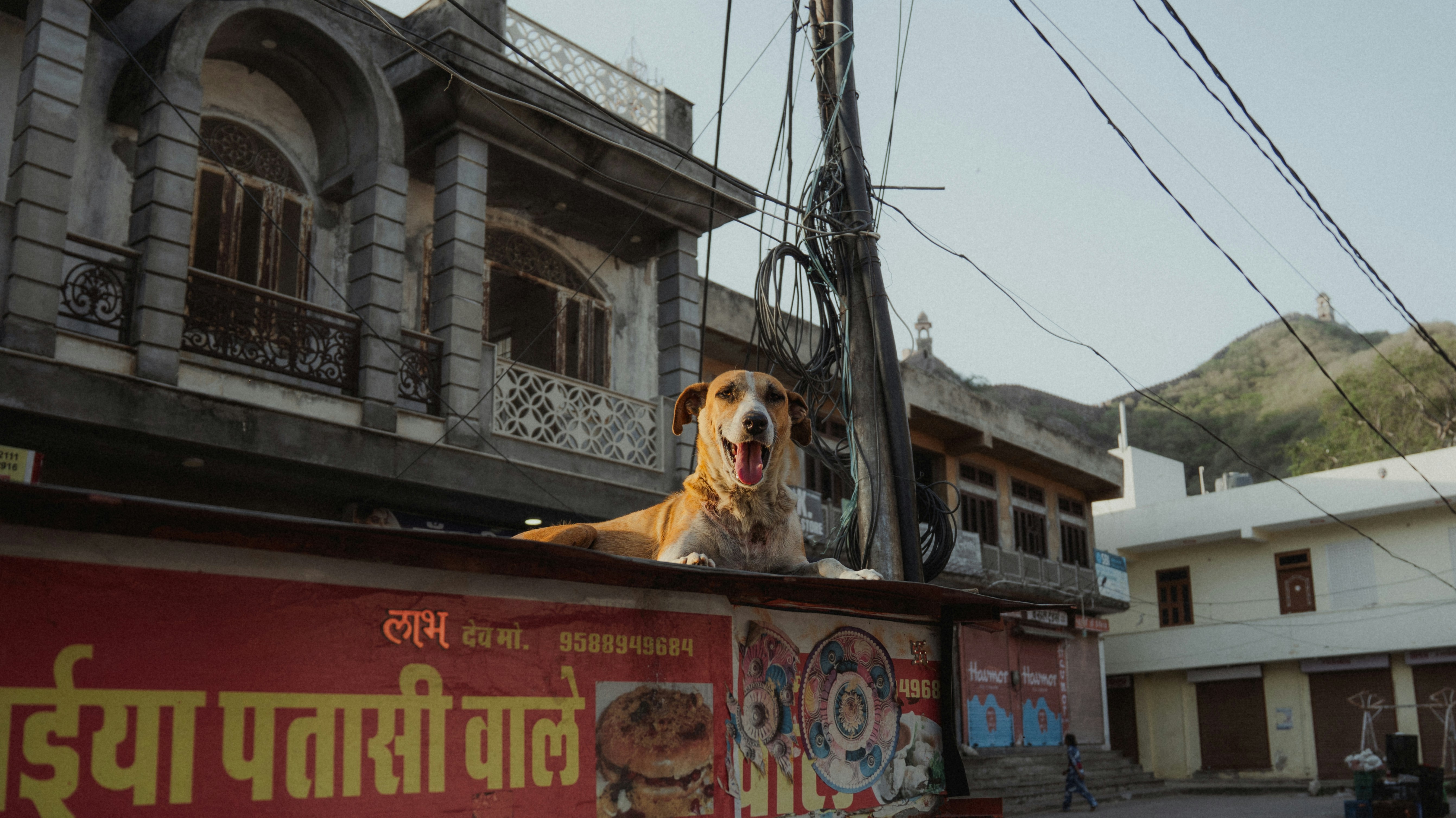 Rooftop Guardian: A Gleeful Dog Oversees a Bustling Street