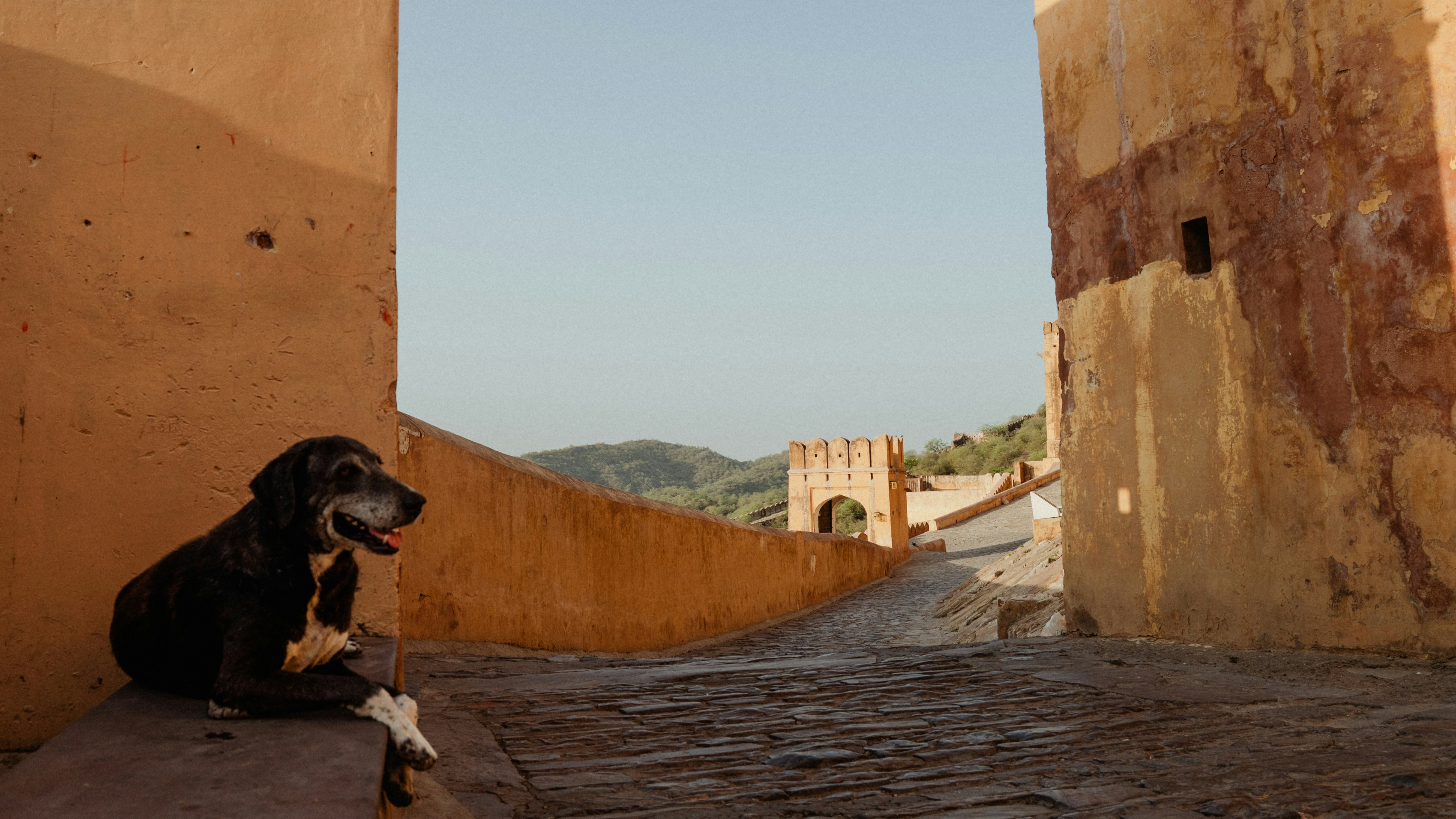 Stillness by the Citadel: a stray guardian on sunlit cobbles