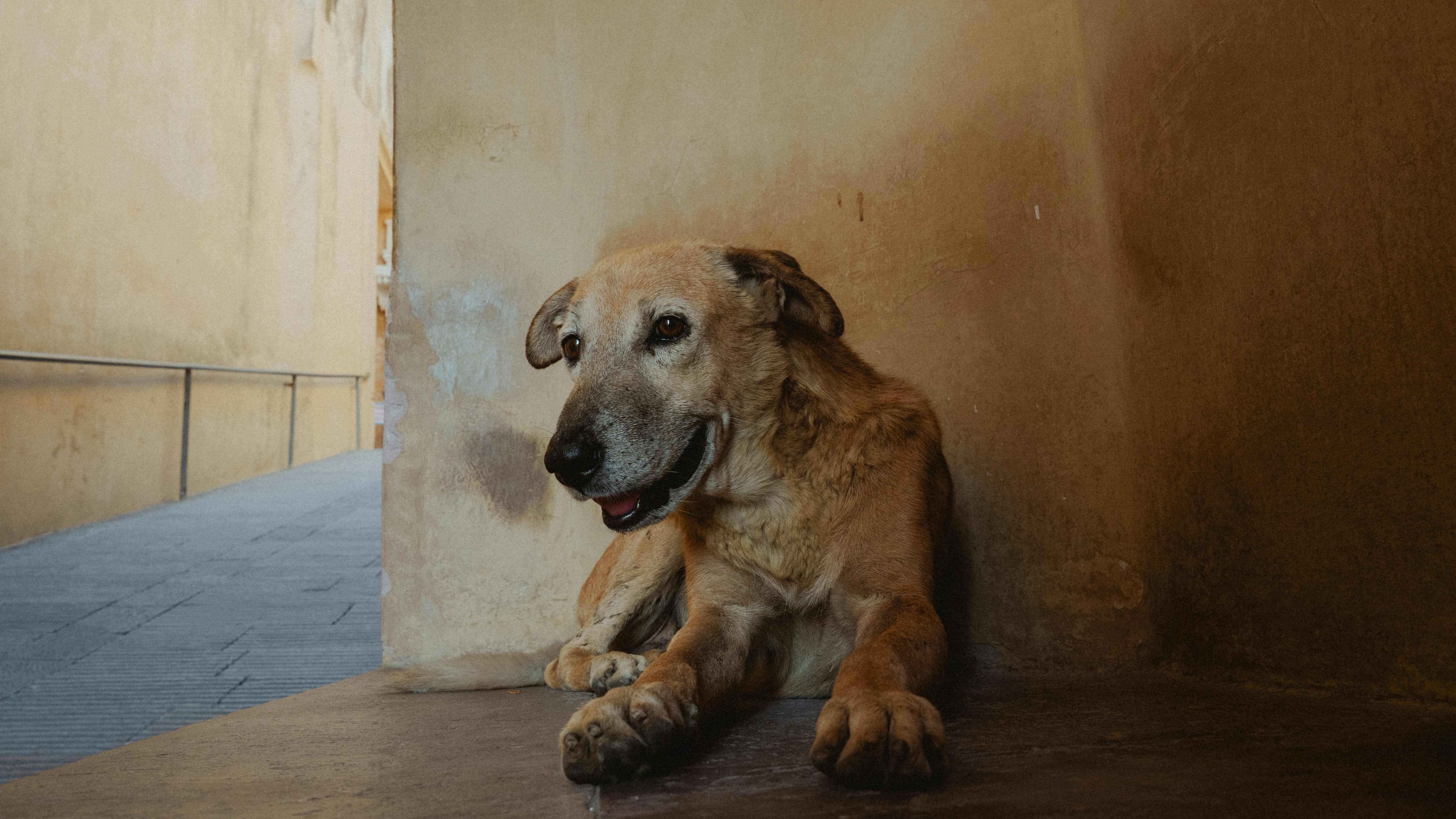 Layback in a Warm Corner: A Sunny-Eyed Canine Rest
