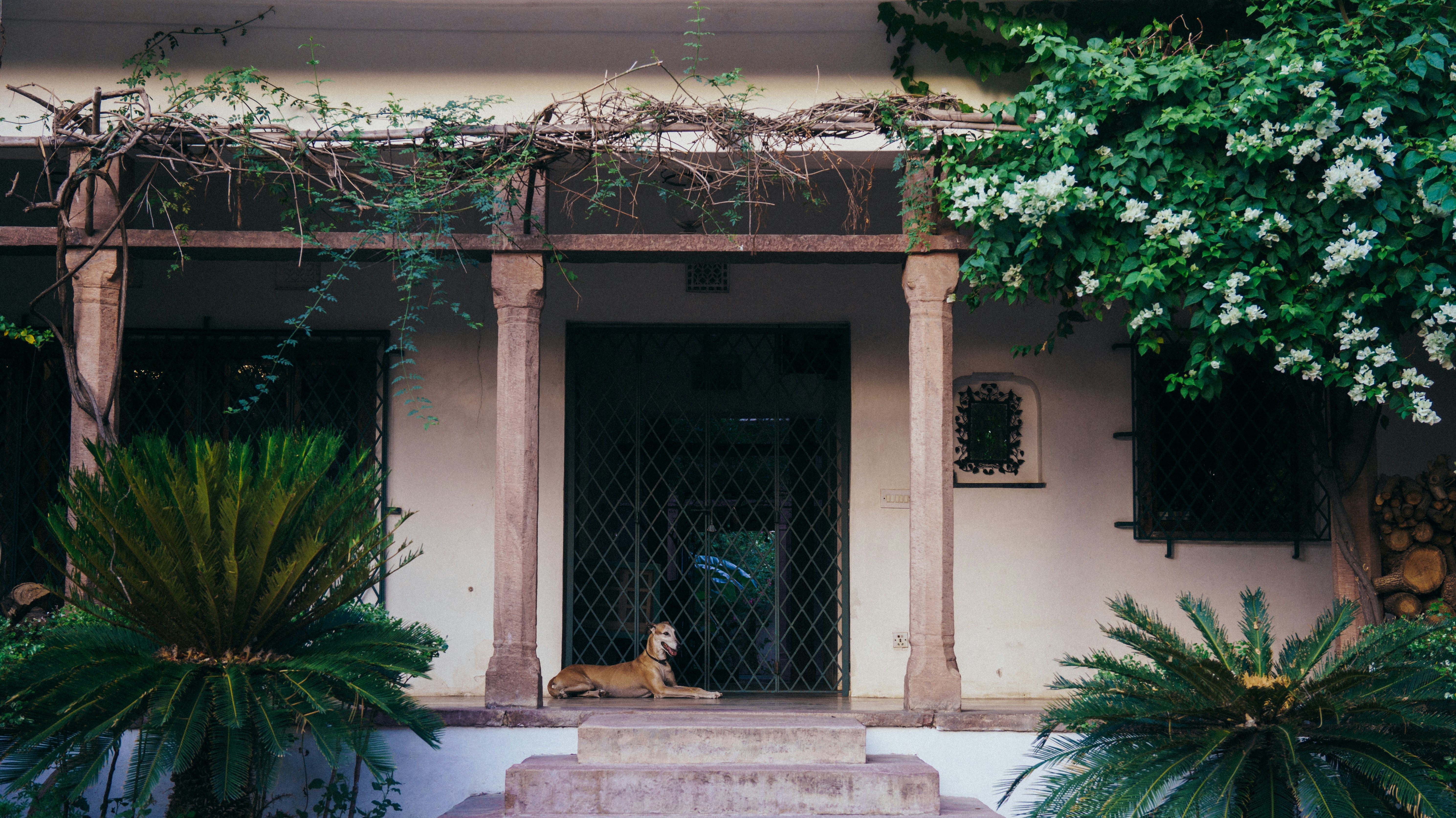 Guardian on the Village Porch