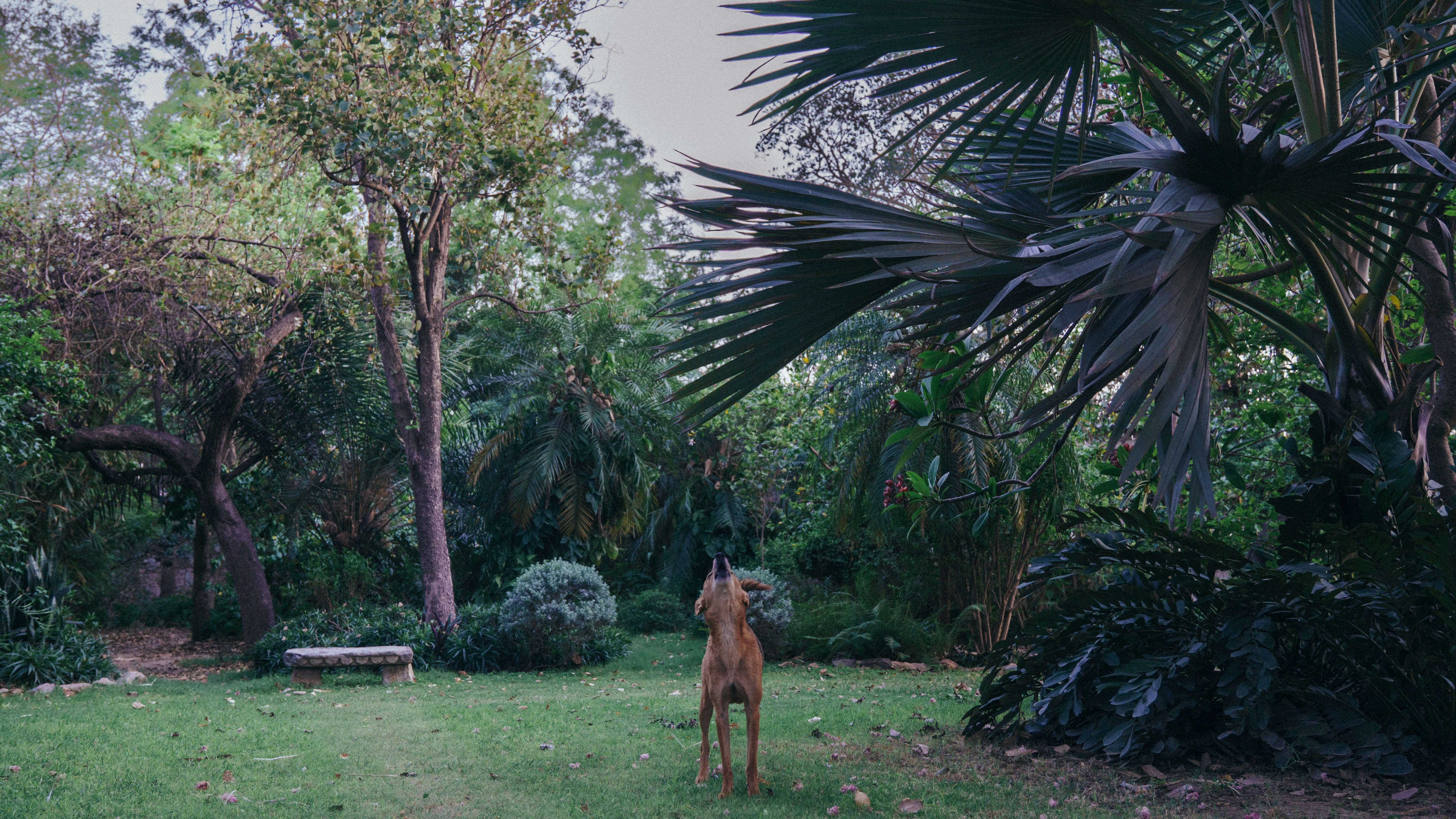 Garden Scout: A Labrador Retriever Pauses Amid Tropical Foliage