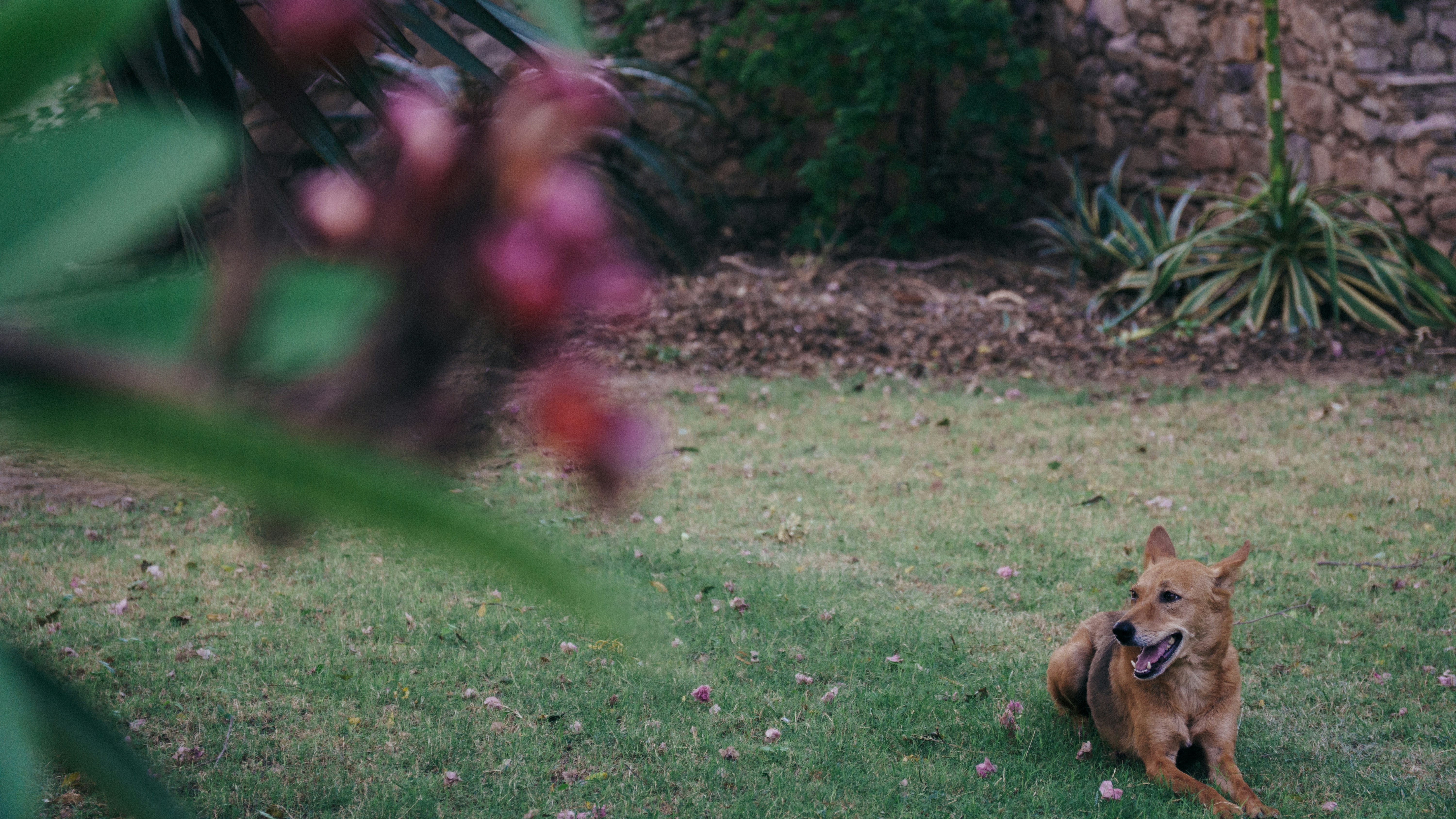 A small corgi bounds across a grassy yard with blurred foreground foliage and a stone wall in the background. The scene emphasizes a playful moment outside a garden.