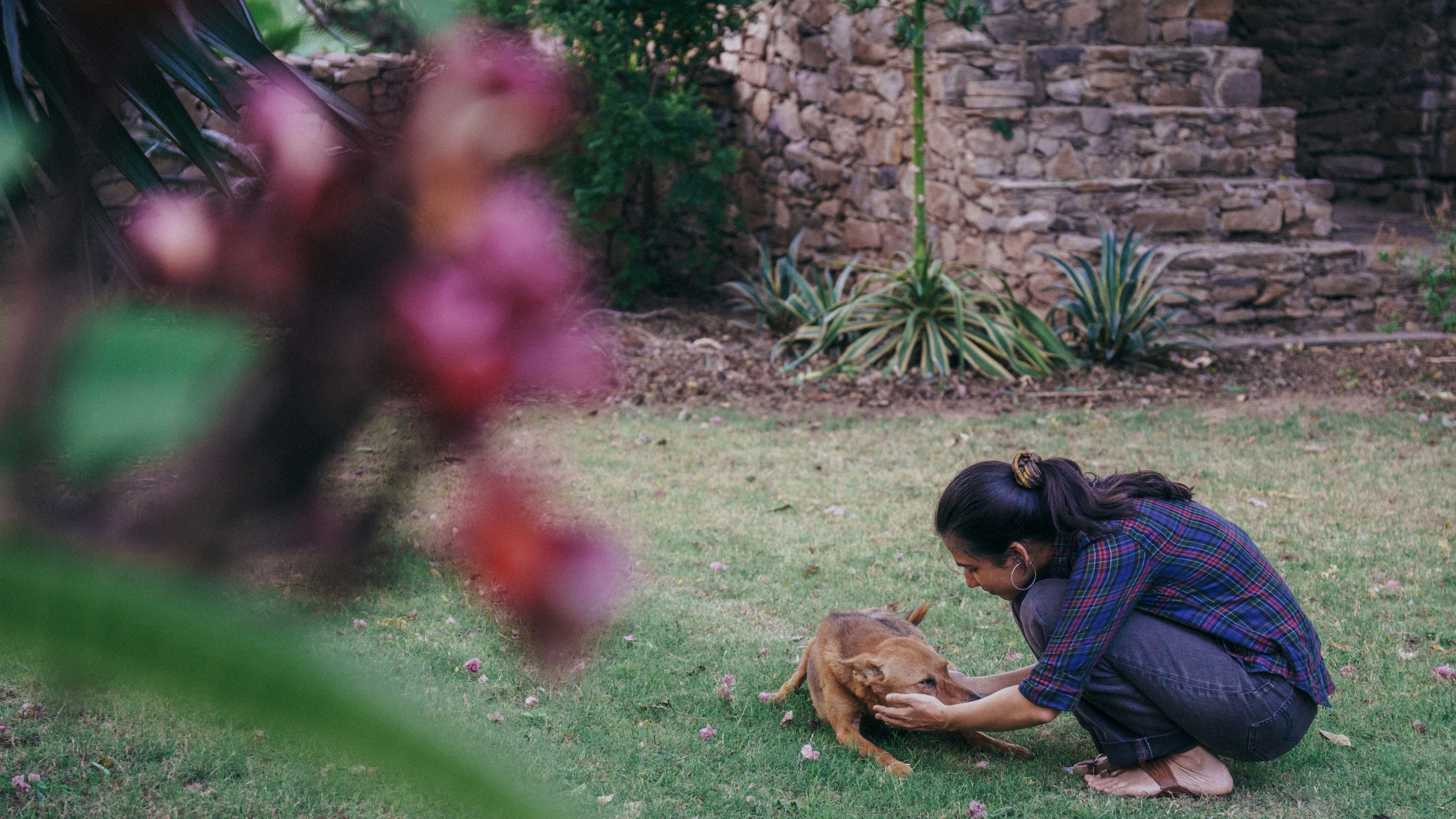 Kneeled Moment: A Tender Interaction with a Labrador in a Sunlit Yard