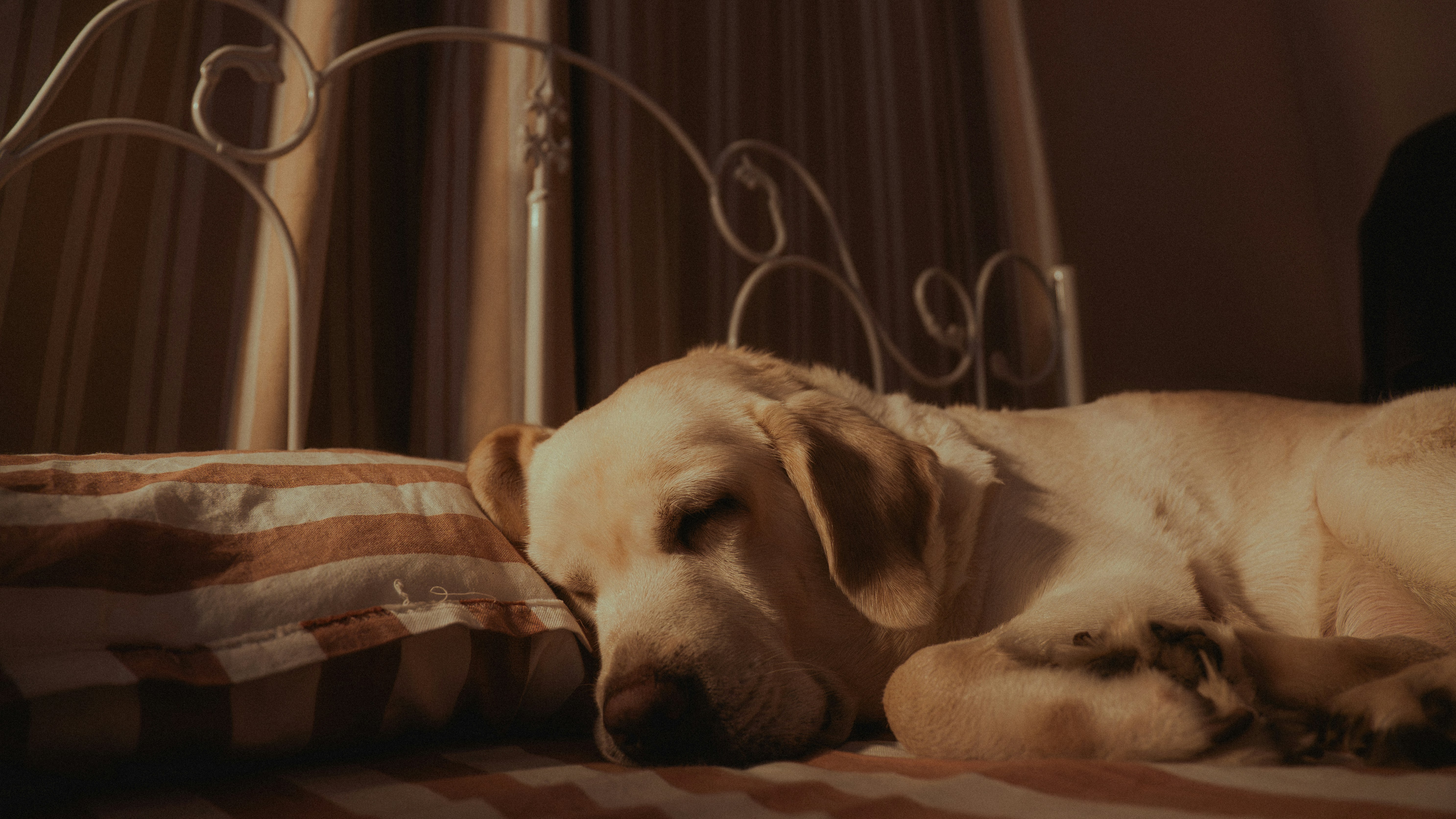 Lying in Quiet Slumber: A Golden Moment on Soft Stripes