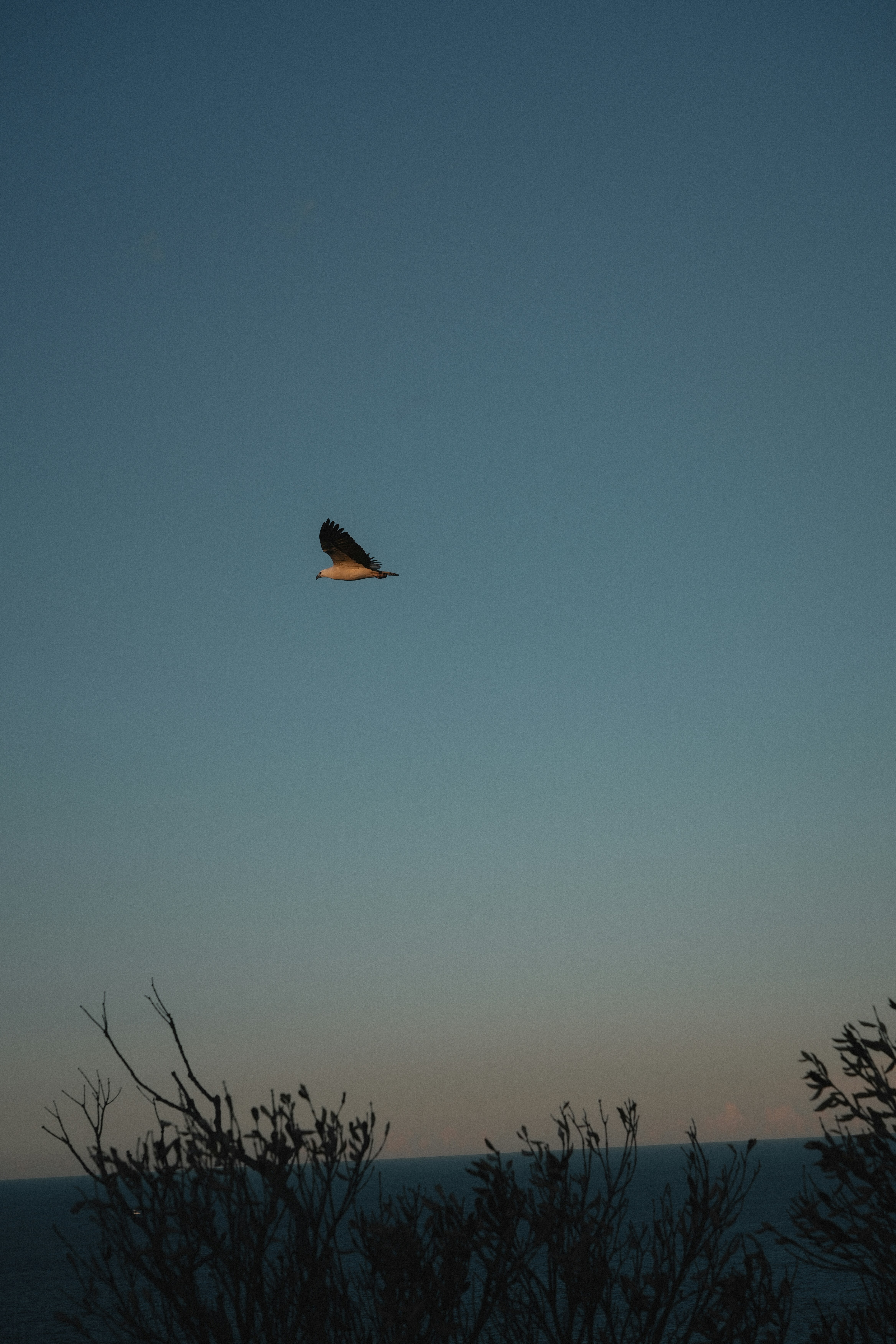 Winged Silhouette Over Calm Horizon