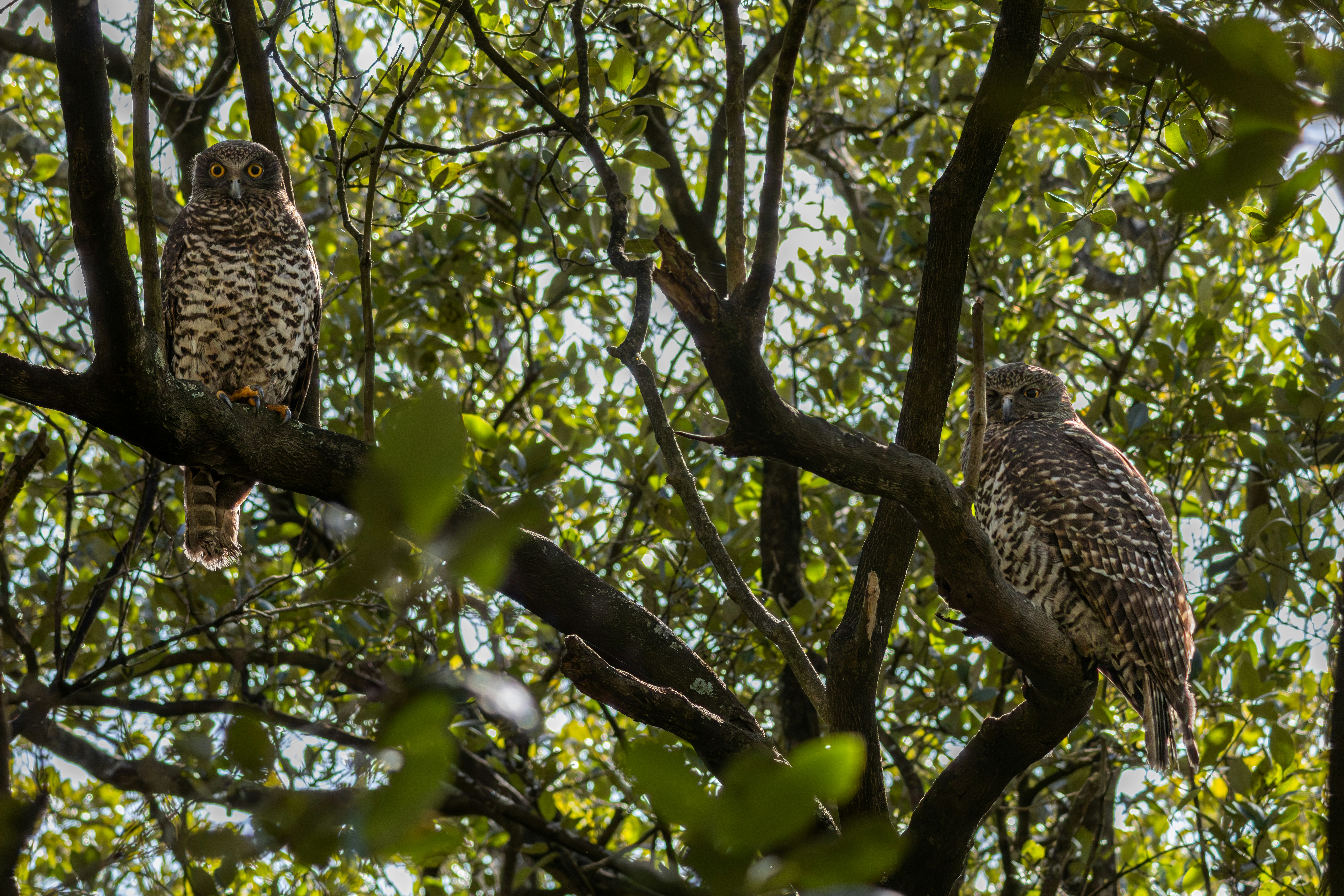 Two Watchful Owls Amid Crescent Branches