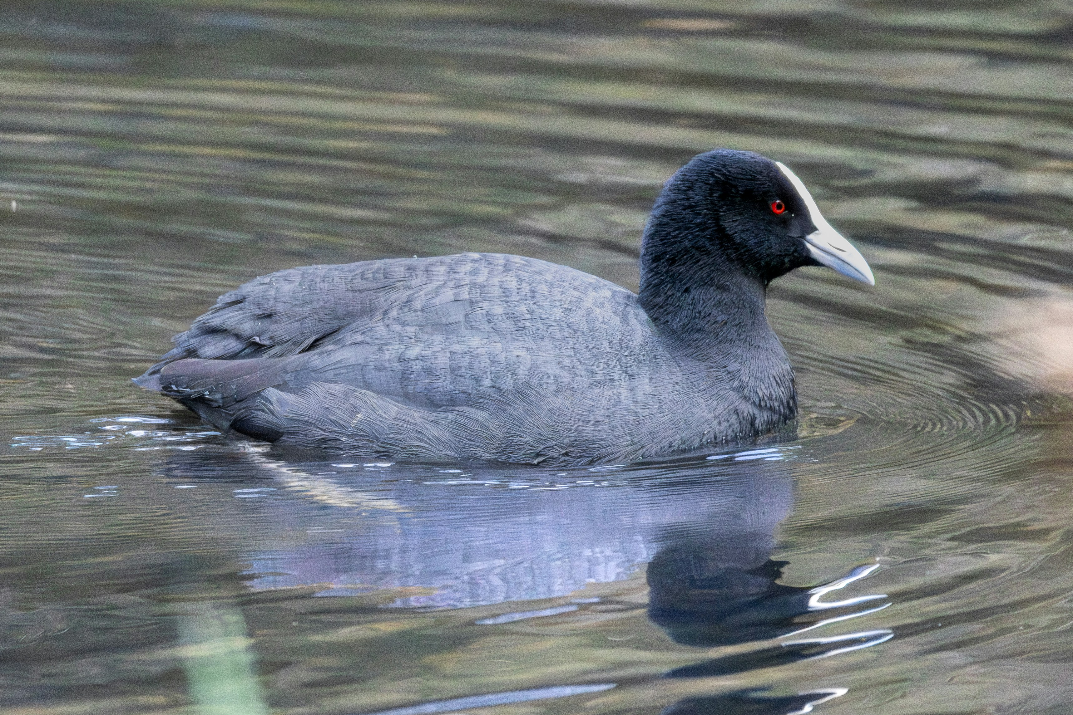 Red-eyed Diving Coot Gliding Through Quiet Water