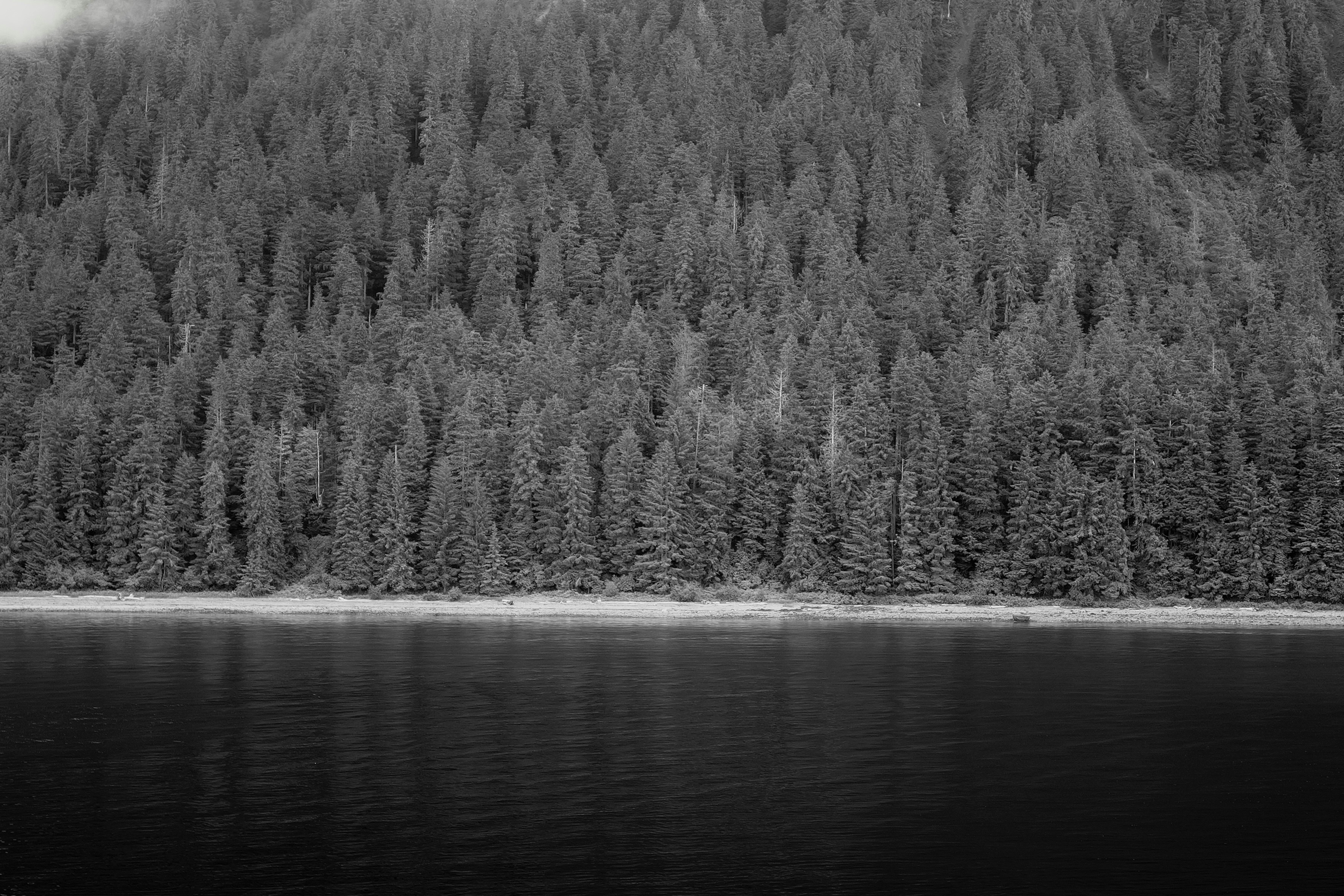 Edge of Silence: Pines Meeting the Water at Dusk