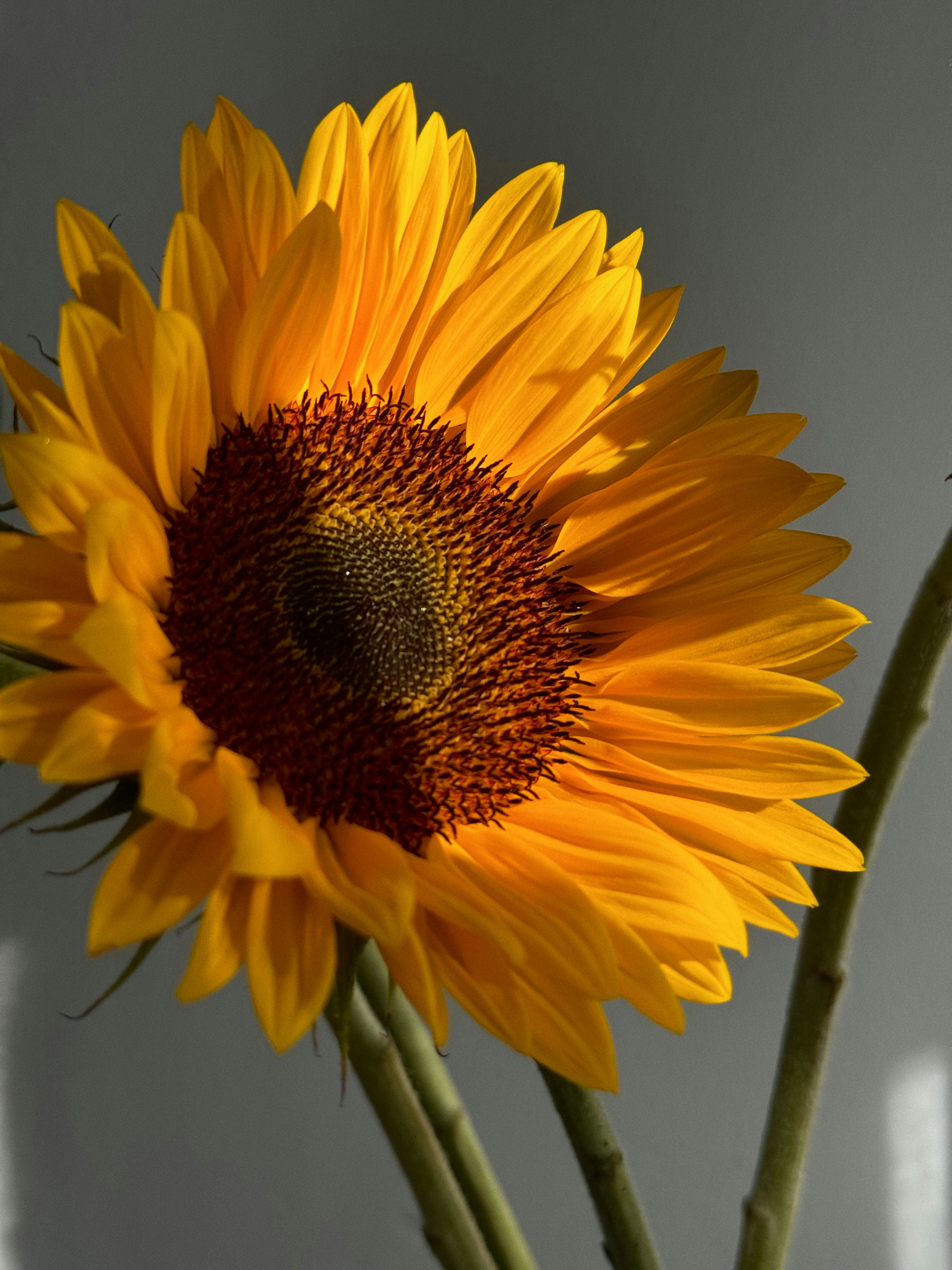 Sunflower Spotlight: A Bold Petal Portrait