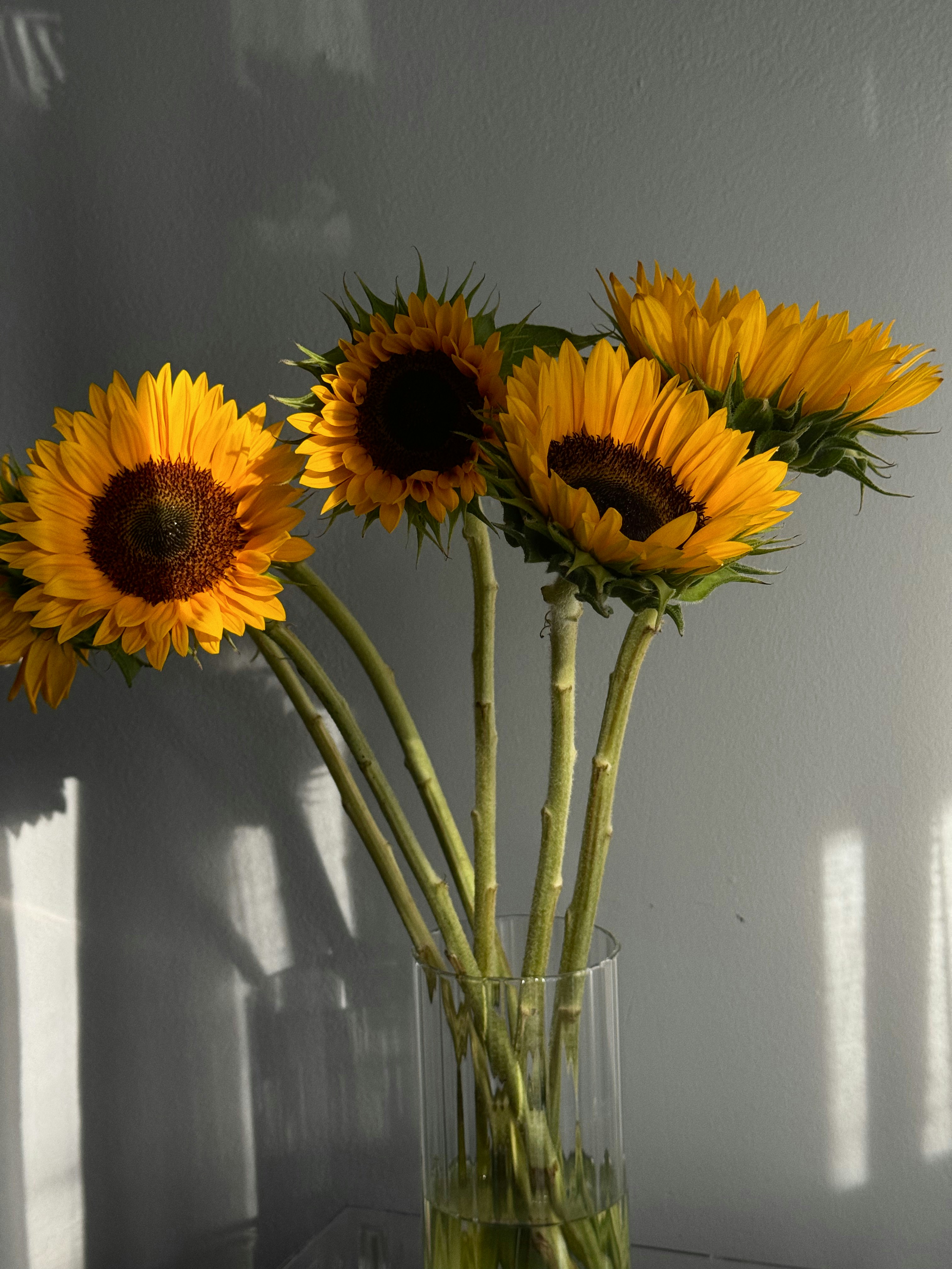 Sunlit Sunflowers in a Glass Vase: Quiet Geometry in a Corner