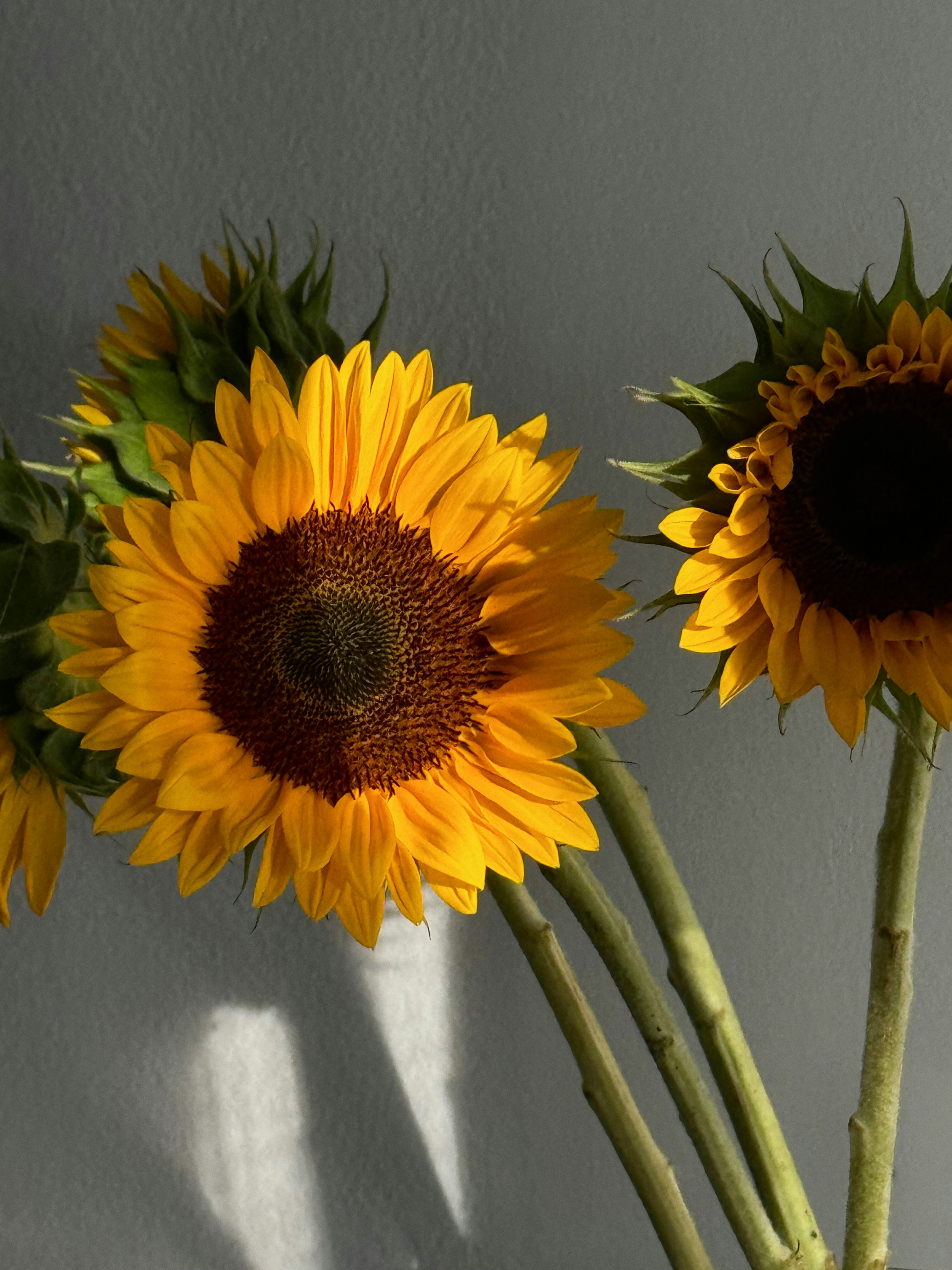Sunlit Sunflowers: A Close-Up of Radiant Heads Against a Quiet Wall