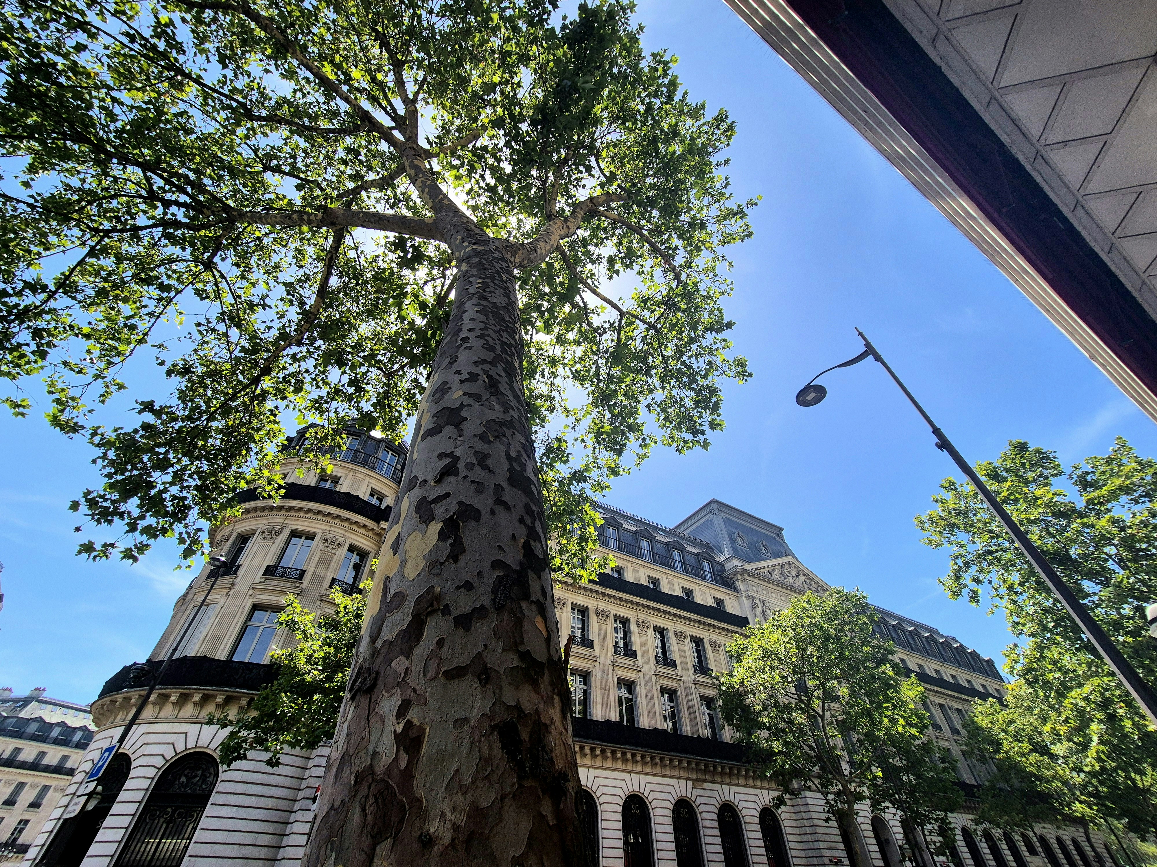Upward Gaze: A Tree Tour in Blue Sky