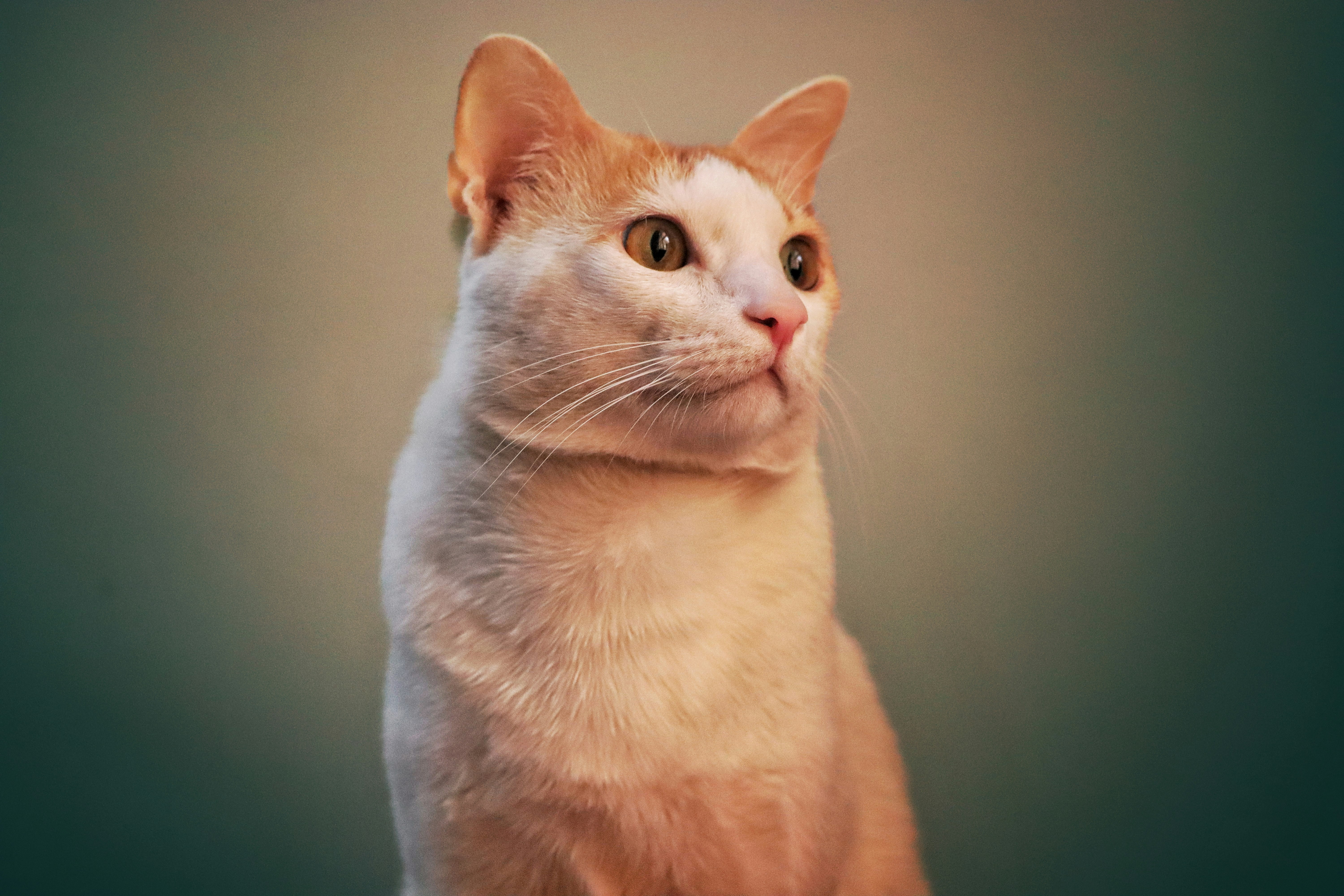 Softly lit cat portrait with a warm, green-tinged background and gentle bokeh; the subject's face and eyes are the focal point. This is a natural photograph, not illustration.
