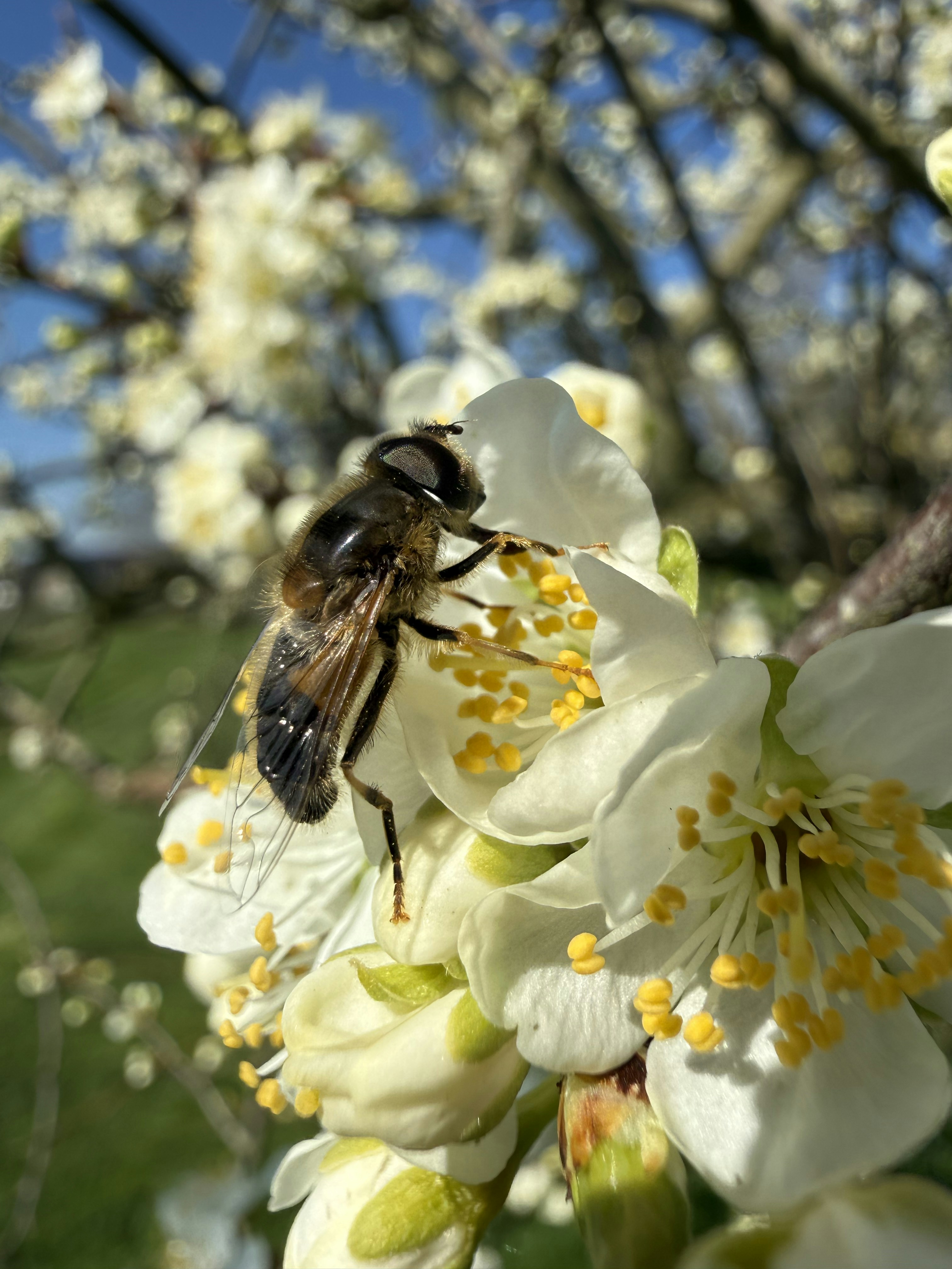 Bee at the White Blossom Core
