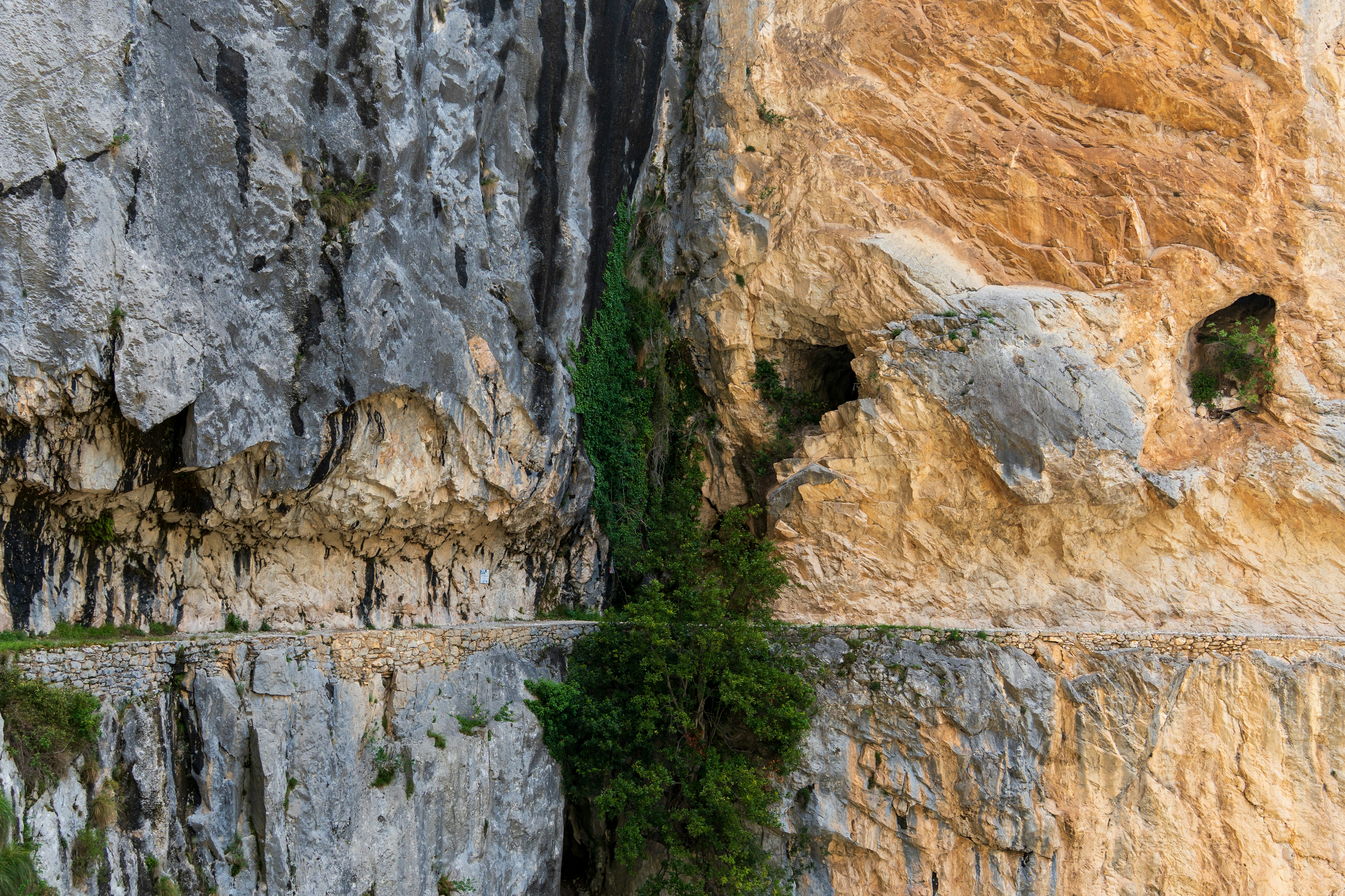 Limestone Veins and Green Margin: A Cliff’s Quiet Center