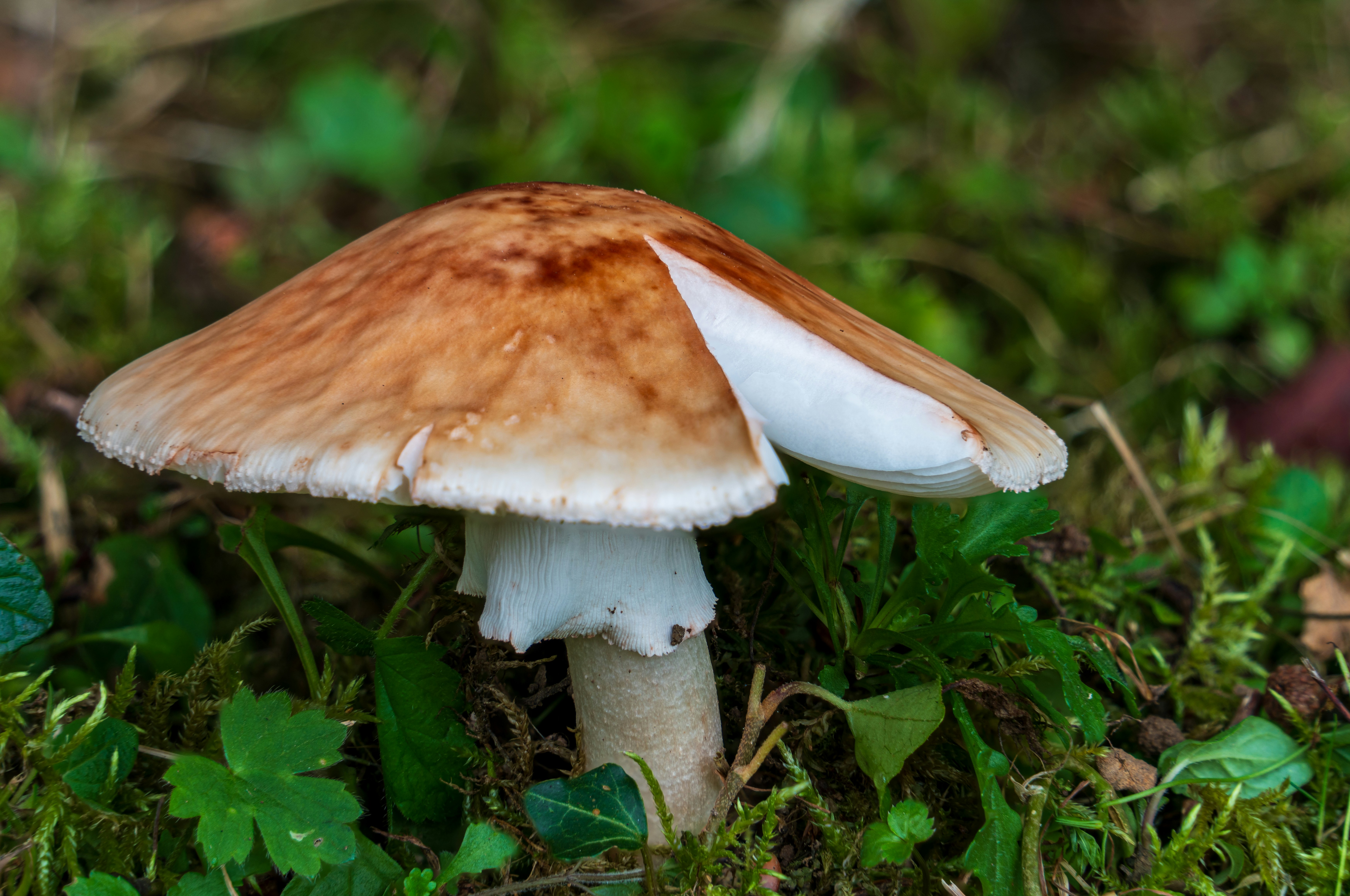 Underside Glory: A Pair of Mushrooms Emerges from Mossy Ground