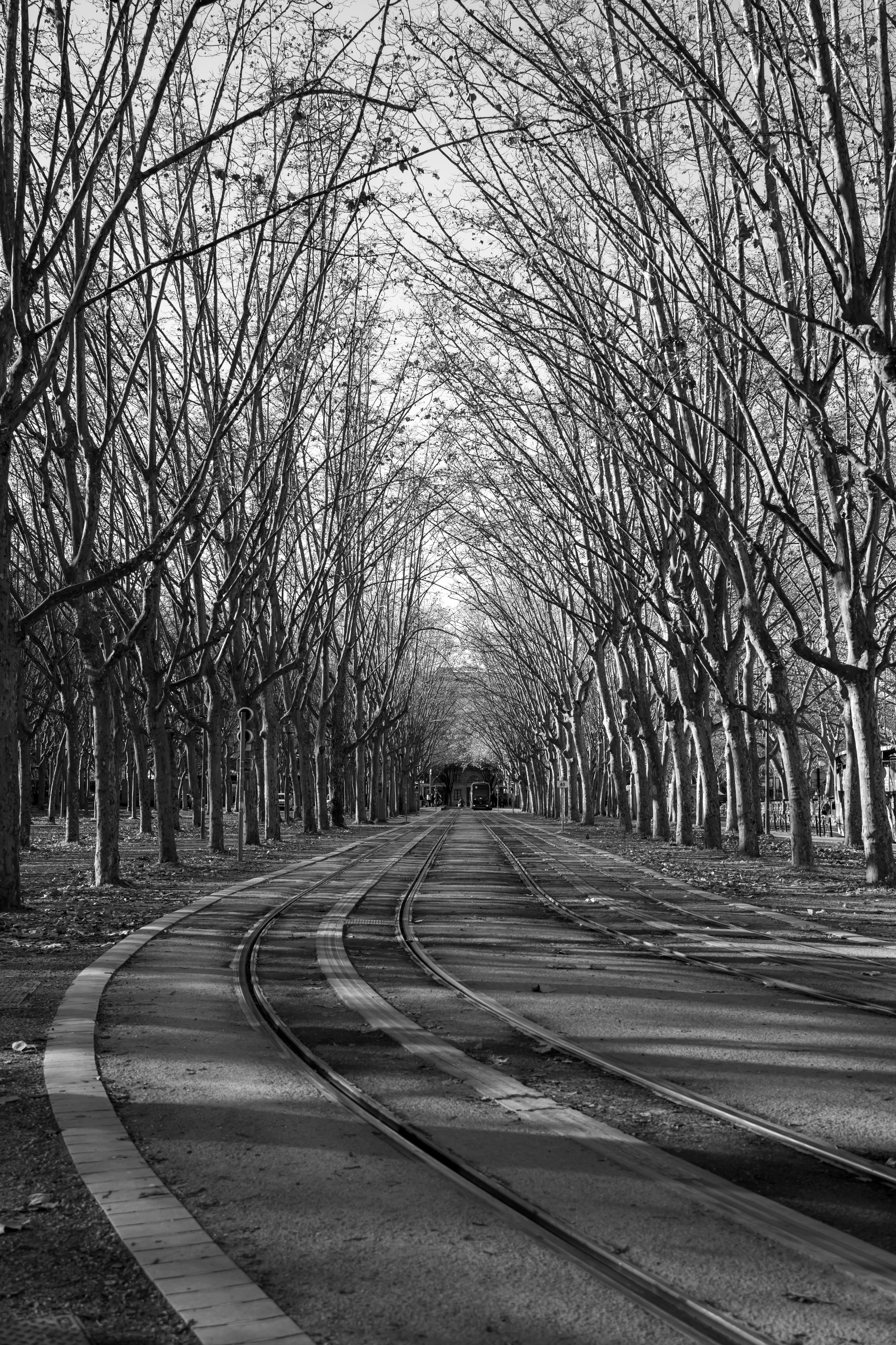 Symmetrical Avenue of Bare Trees and Rails