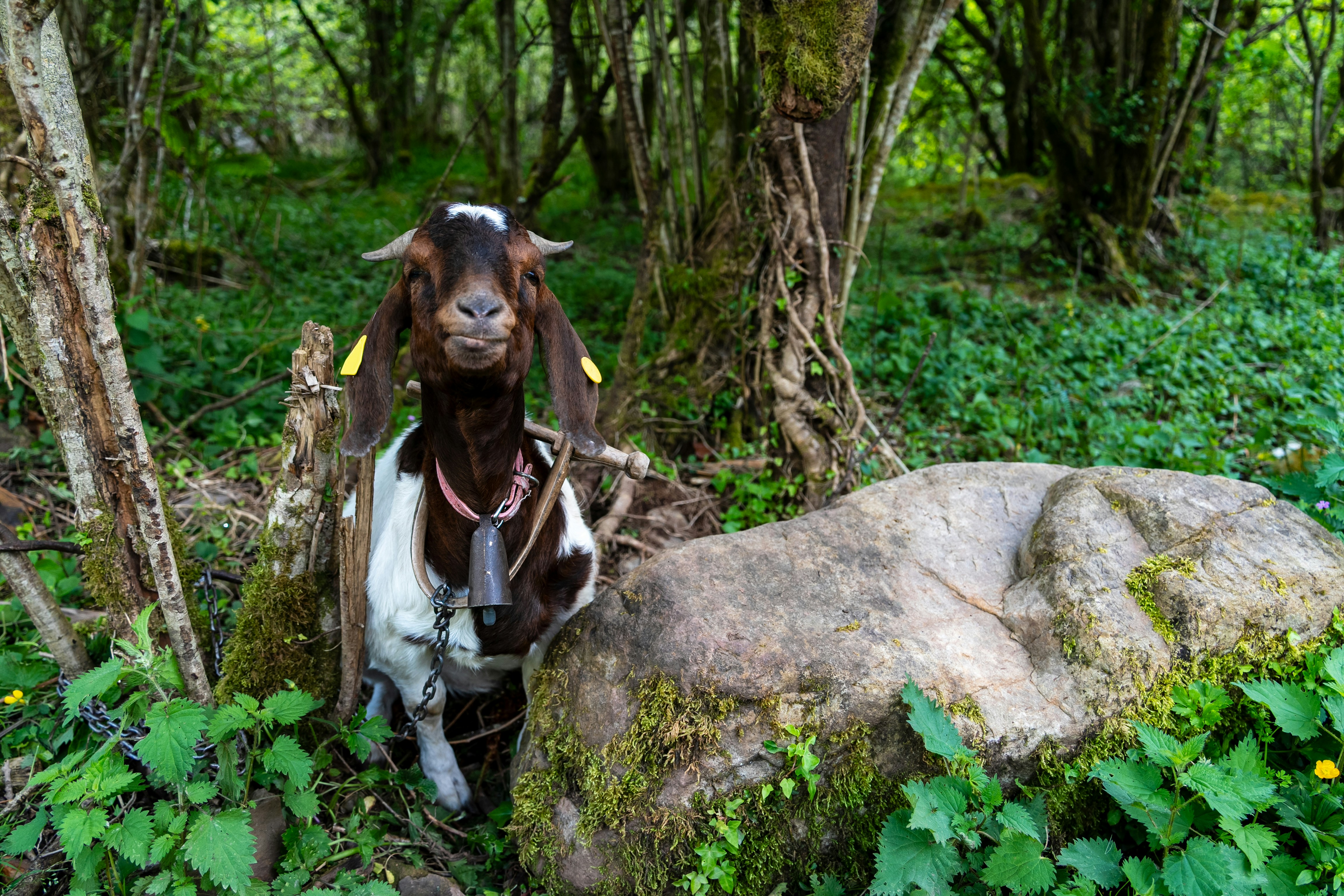 Goat in the Green Corridor: Calm Watcher Behind the Rock