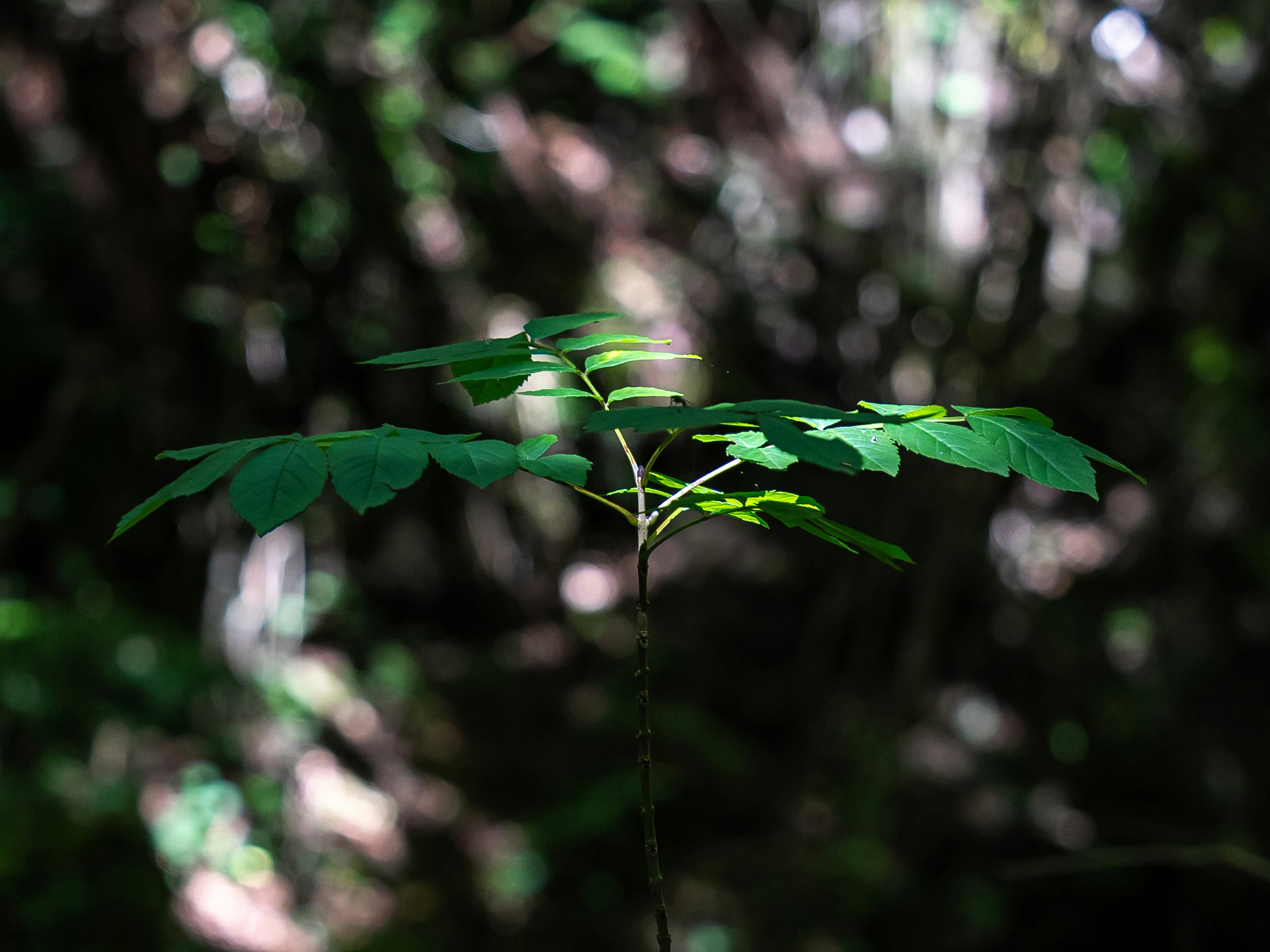 Seedling in Spotlight: a slender stem rising to a fragile leafy canopy
