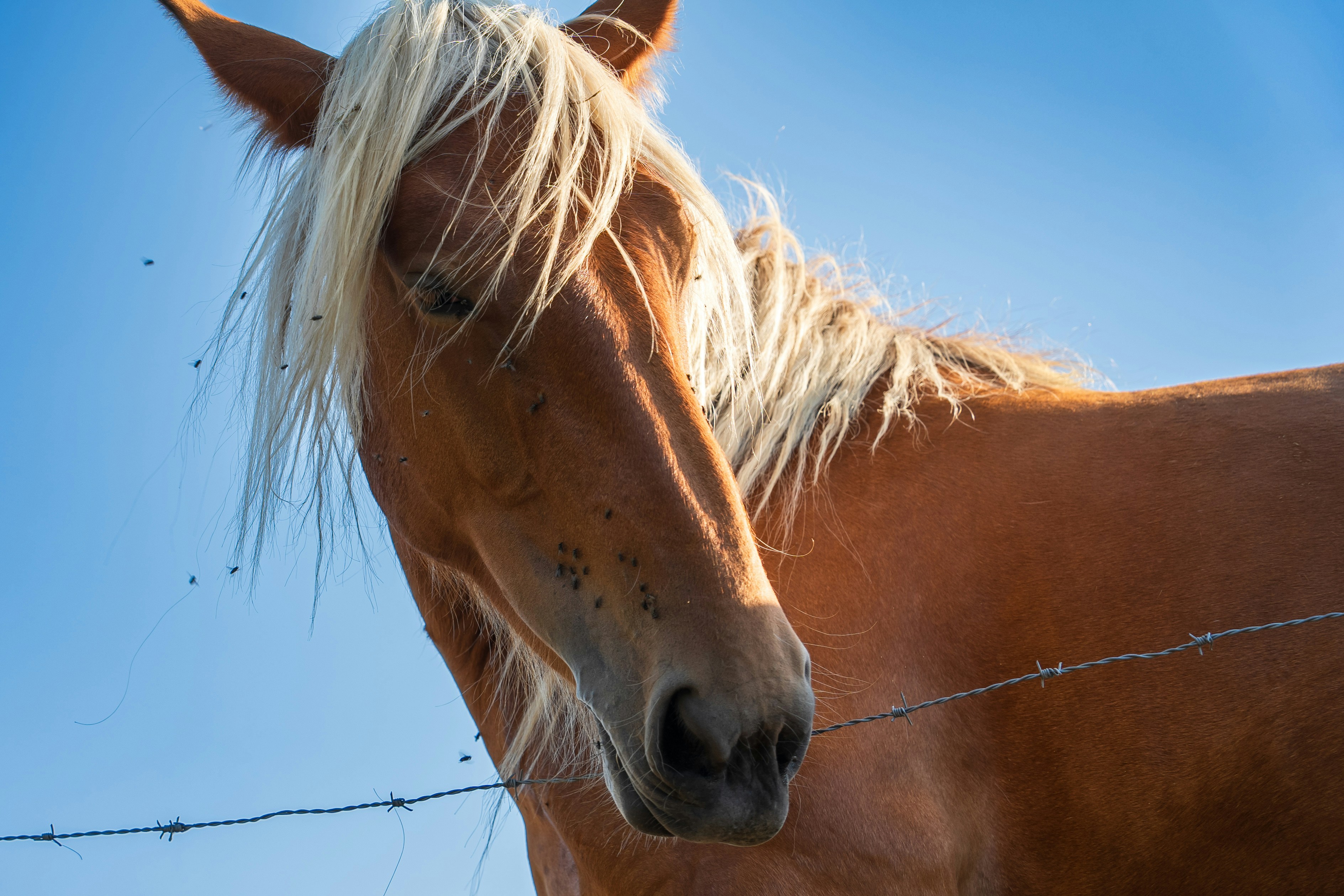 Gentle Gaze: A Chestnut Horse Under an Open Sky