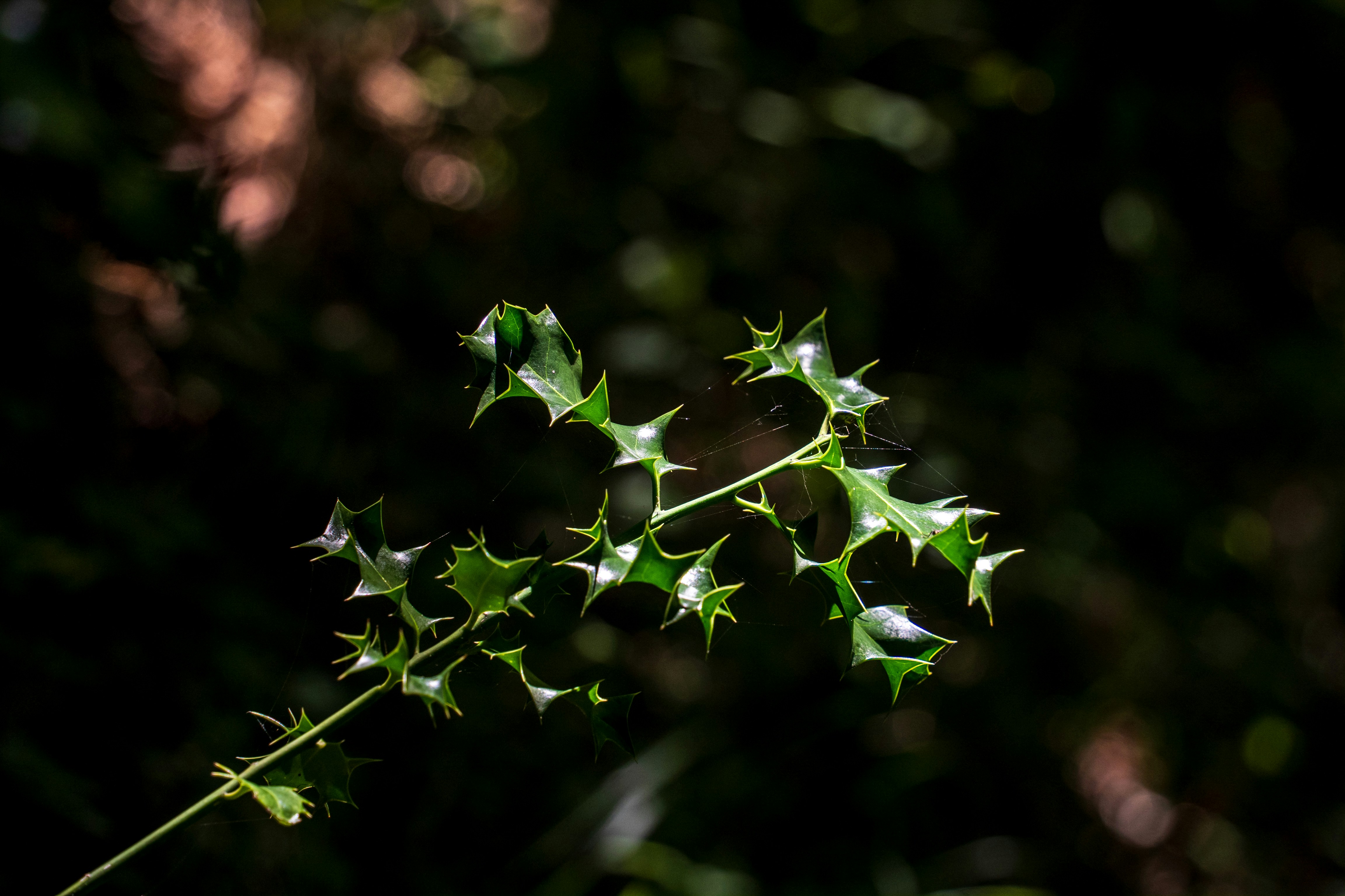 Staccato Holly: a branch of glossy spines against a velvet dusk