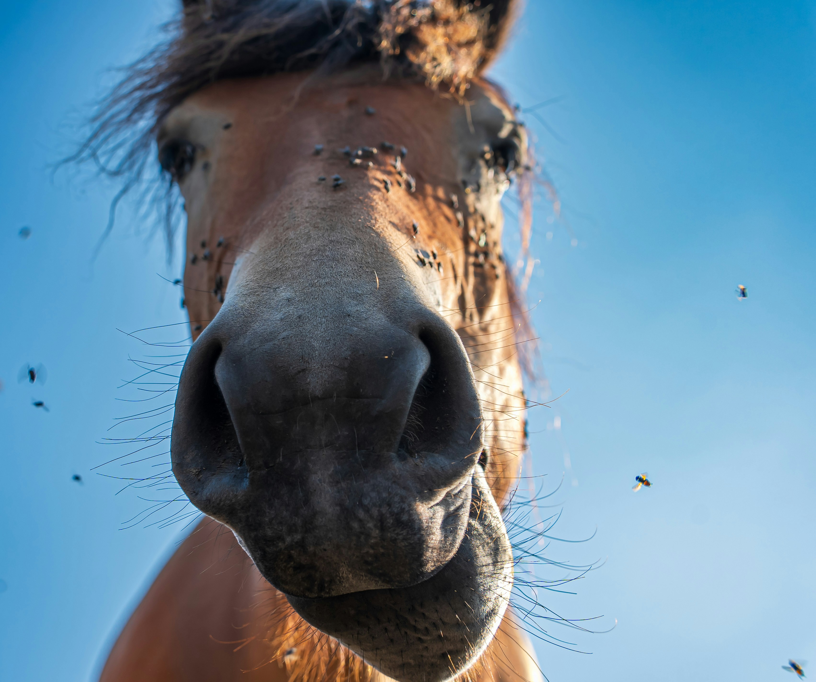 Up-Cclose: A Horse’s Nostrils in a Skyward Gaze