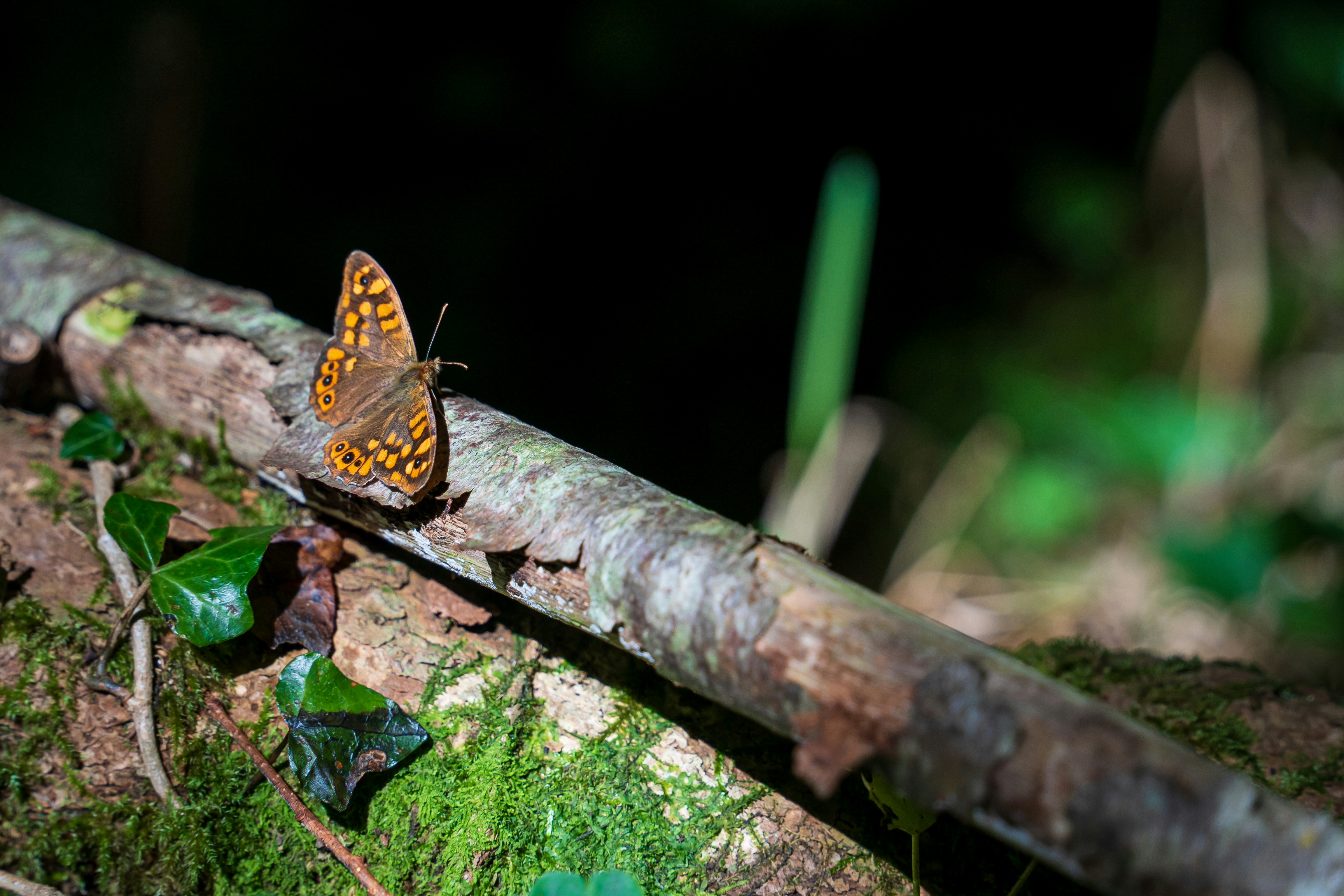 Orange-spotted butterfly perches on mossy log