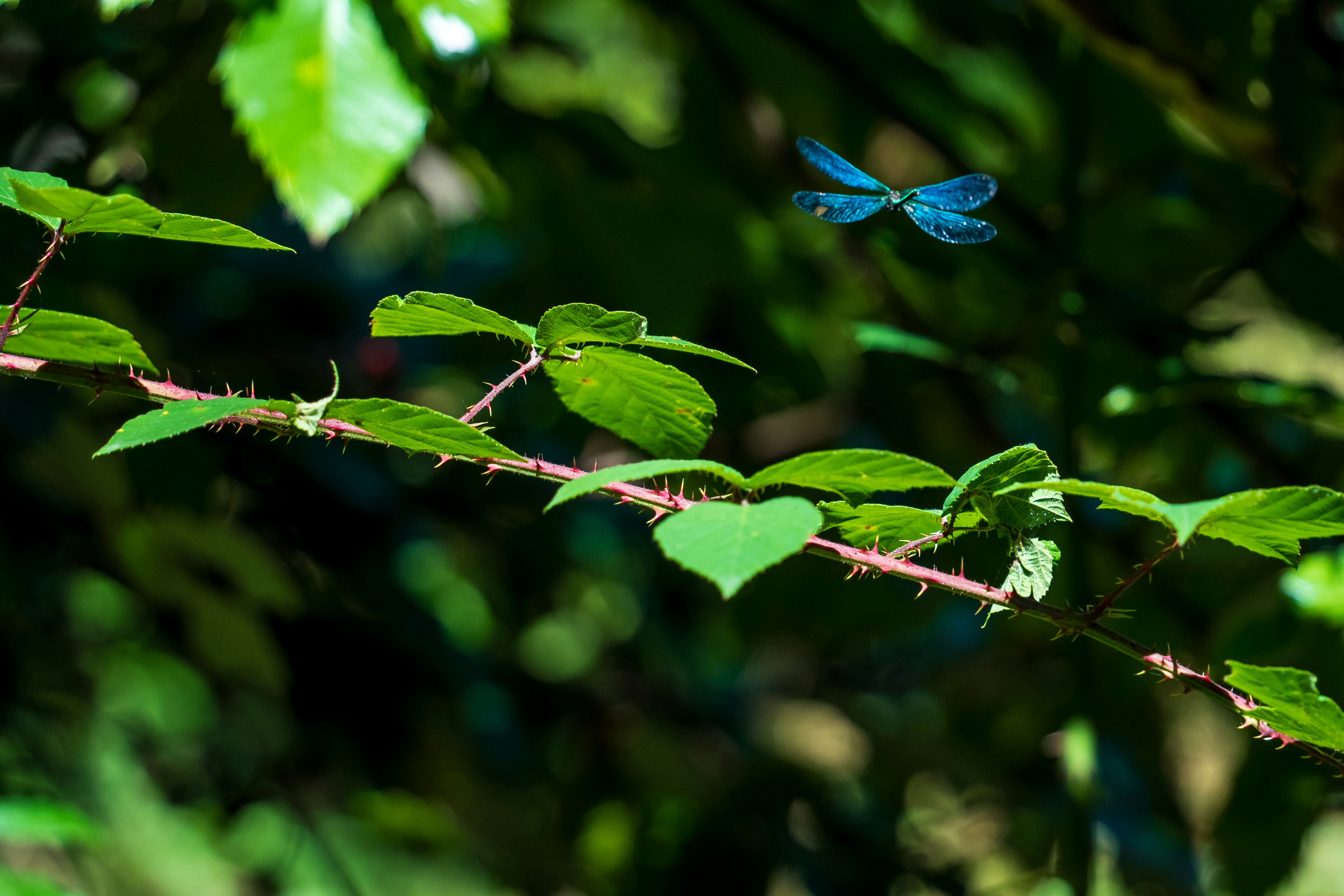 Blue Dragonfly on a Thorny Branch Under Green Canopy