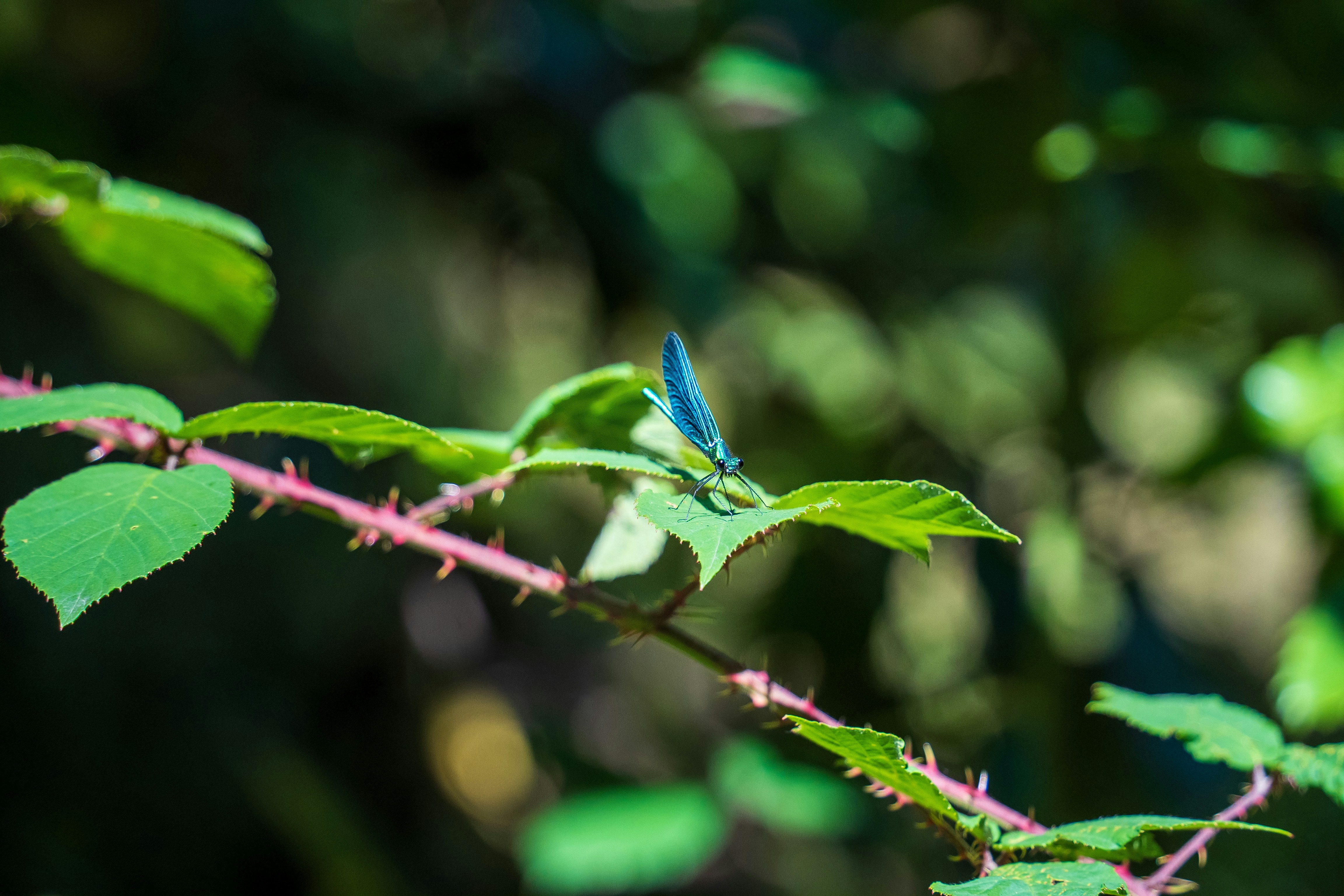 Azure Wing on a Vine: a Moment of Quiet Color