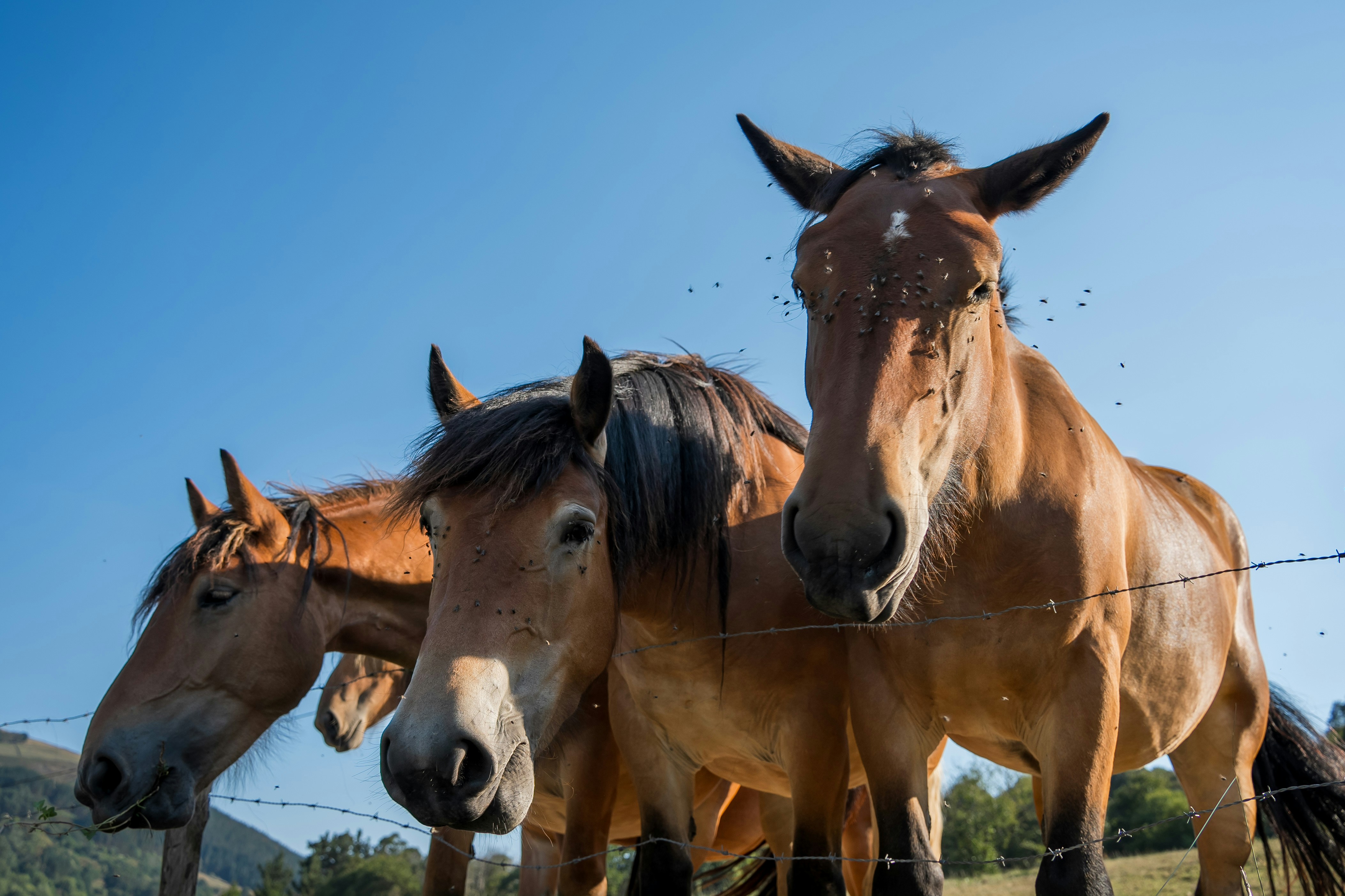 Herd in the Open: Close-Up of Face-to-Face with the Lead Mare
