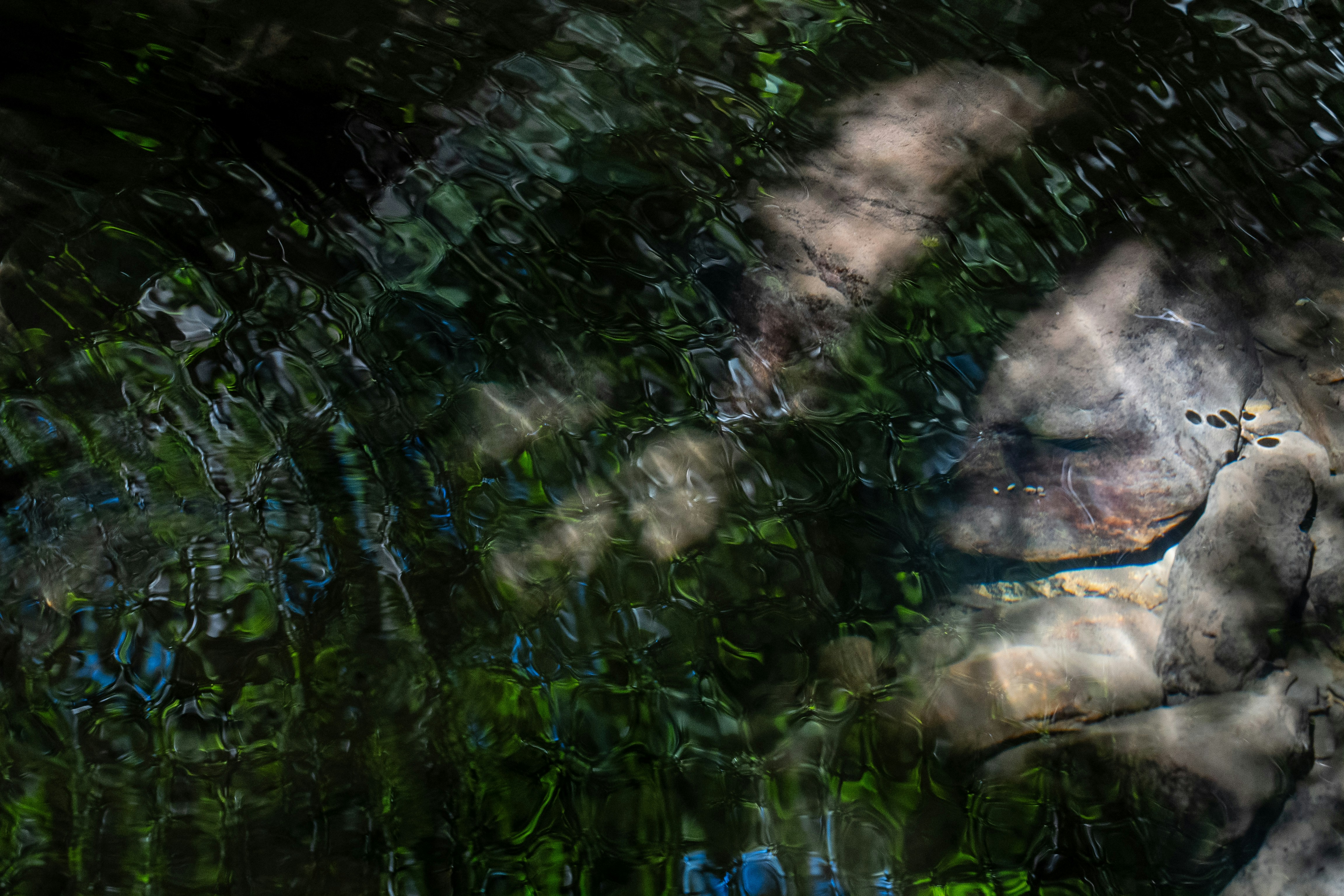 Reflections in a Verdant Rippling Surface