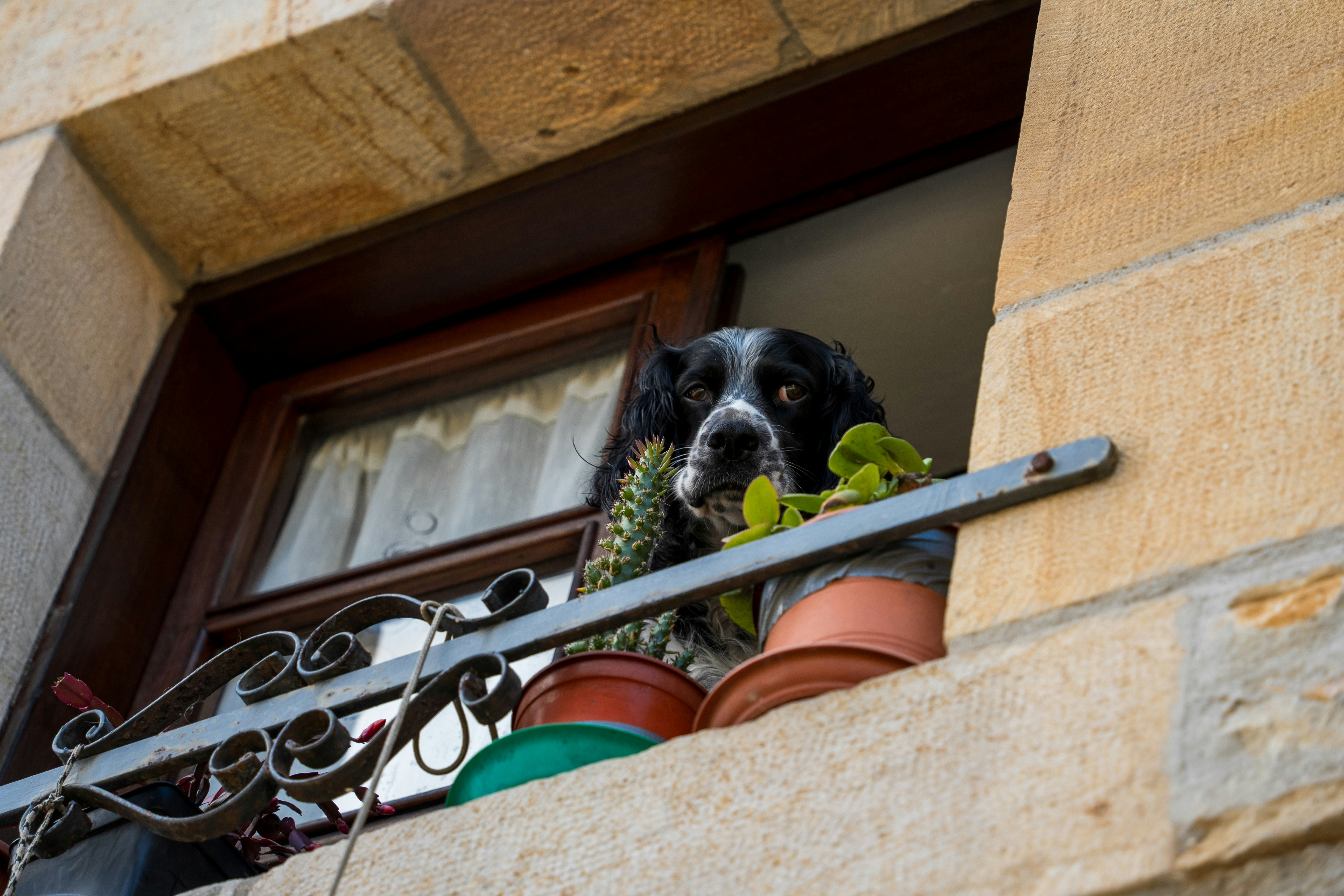 Puppy on a Sunlit Balcony: A Quiet Moment in the Window