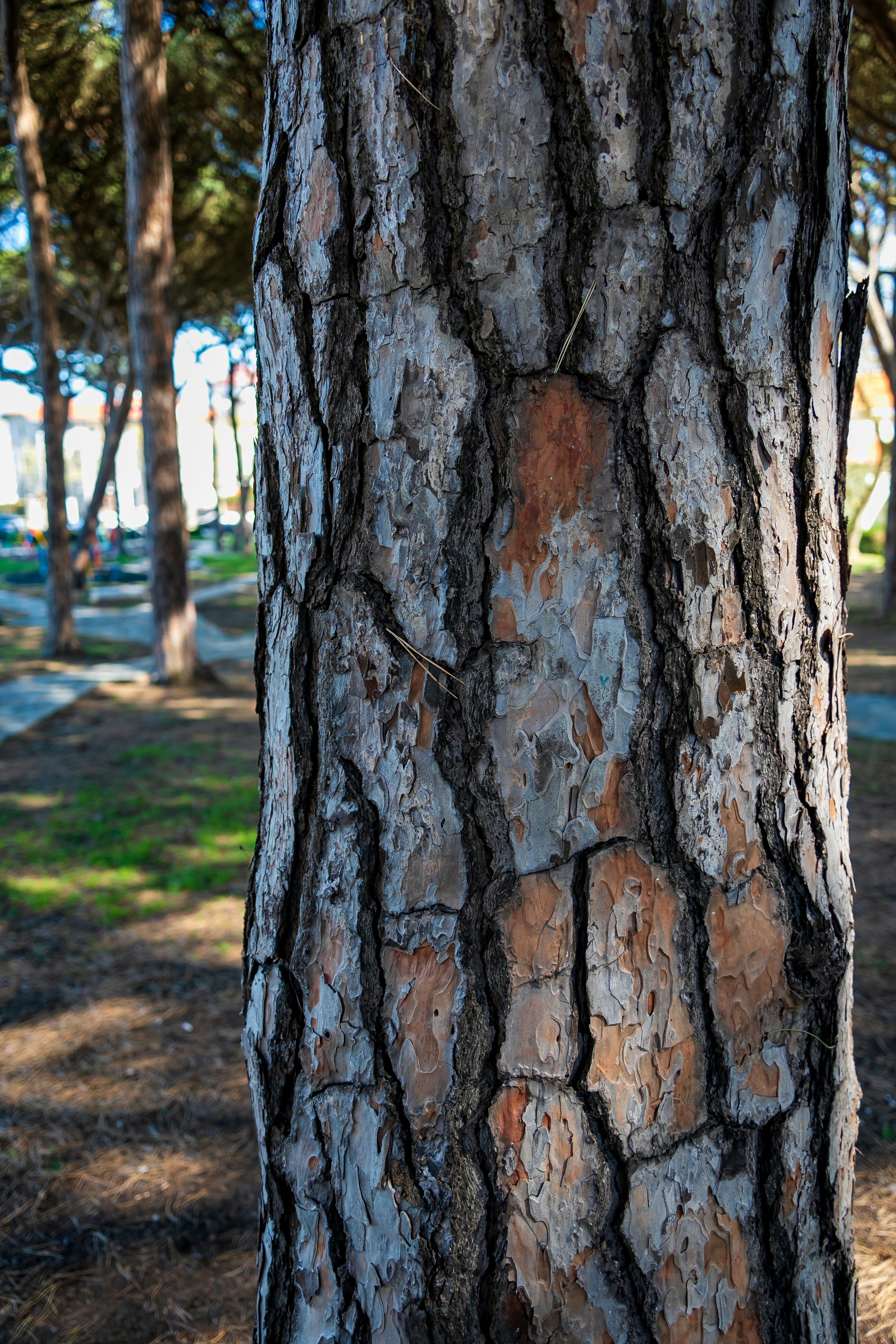 Rugged Bark Portrait: Closest View of a Pine Tree Trunk