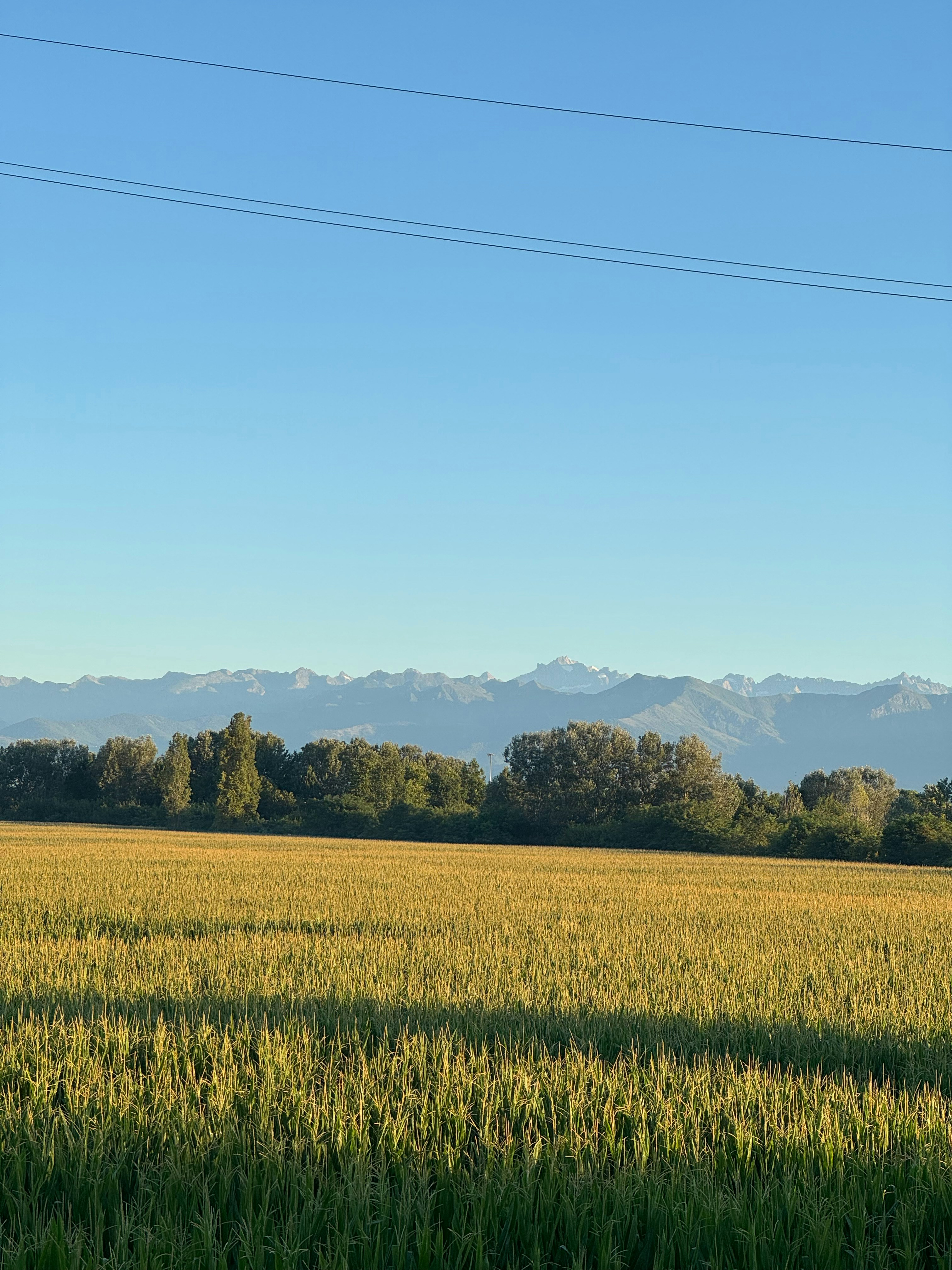 Wide golden field with distant treeline and snow-capped mountains under a blue sky, captured in calm late-day light. Landscape scene with natural colors and soft separation between foreground and background.