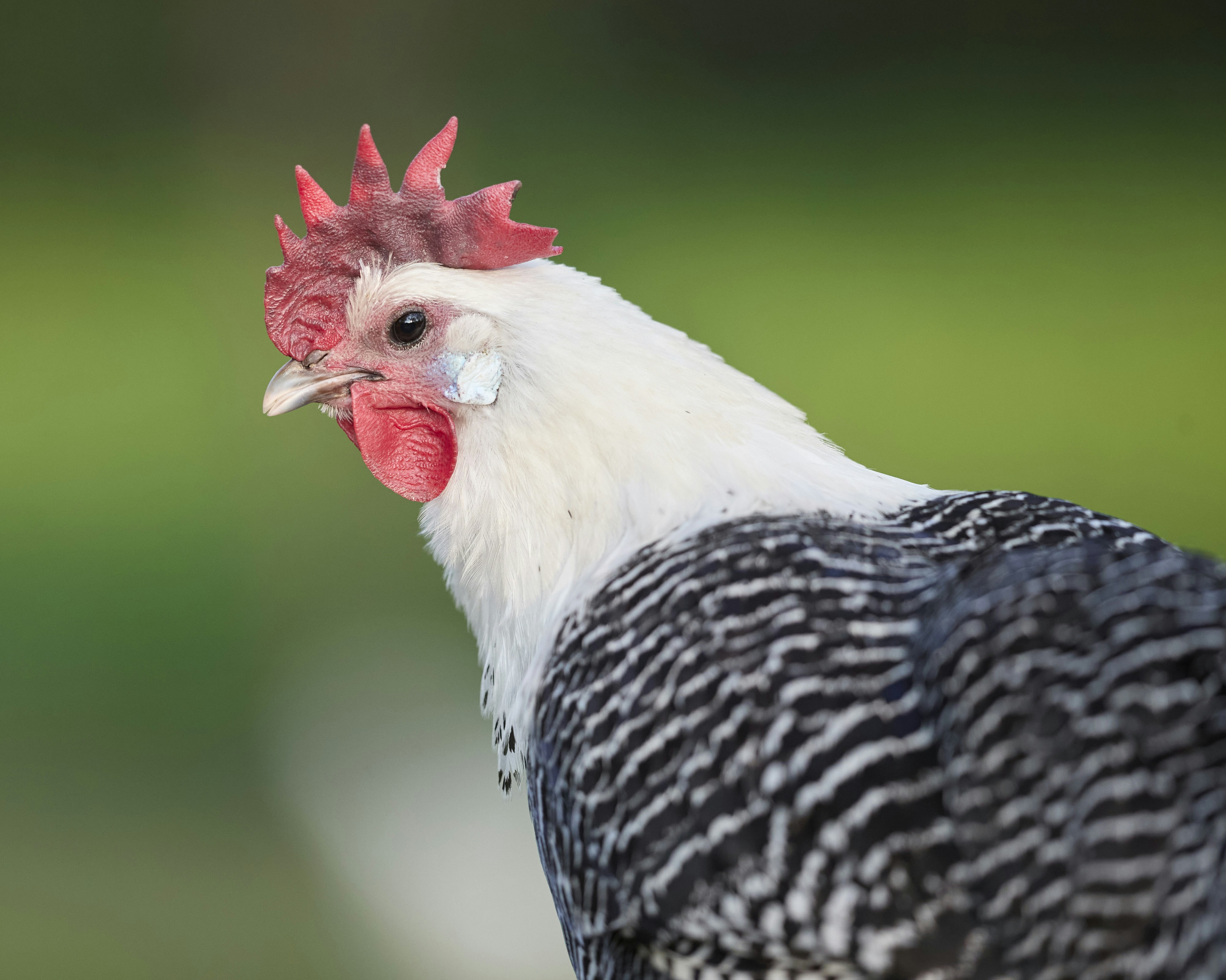Sunlit Crest: A Hen in Focus against Emerald Blur