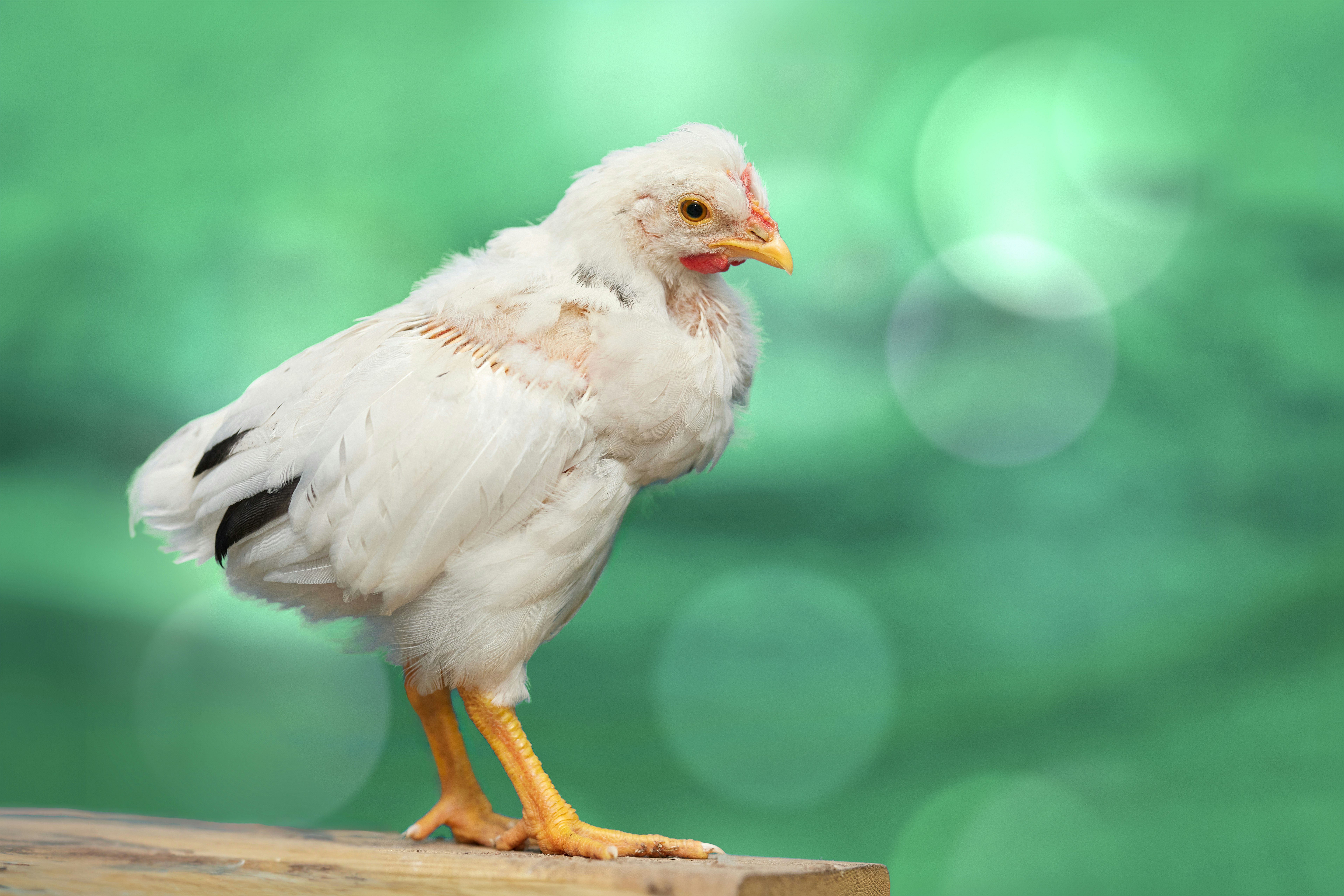 Alluring Chick on a Wooden Edge Against a Verdant Bokeh