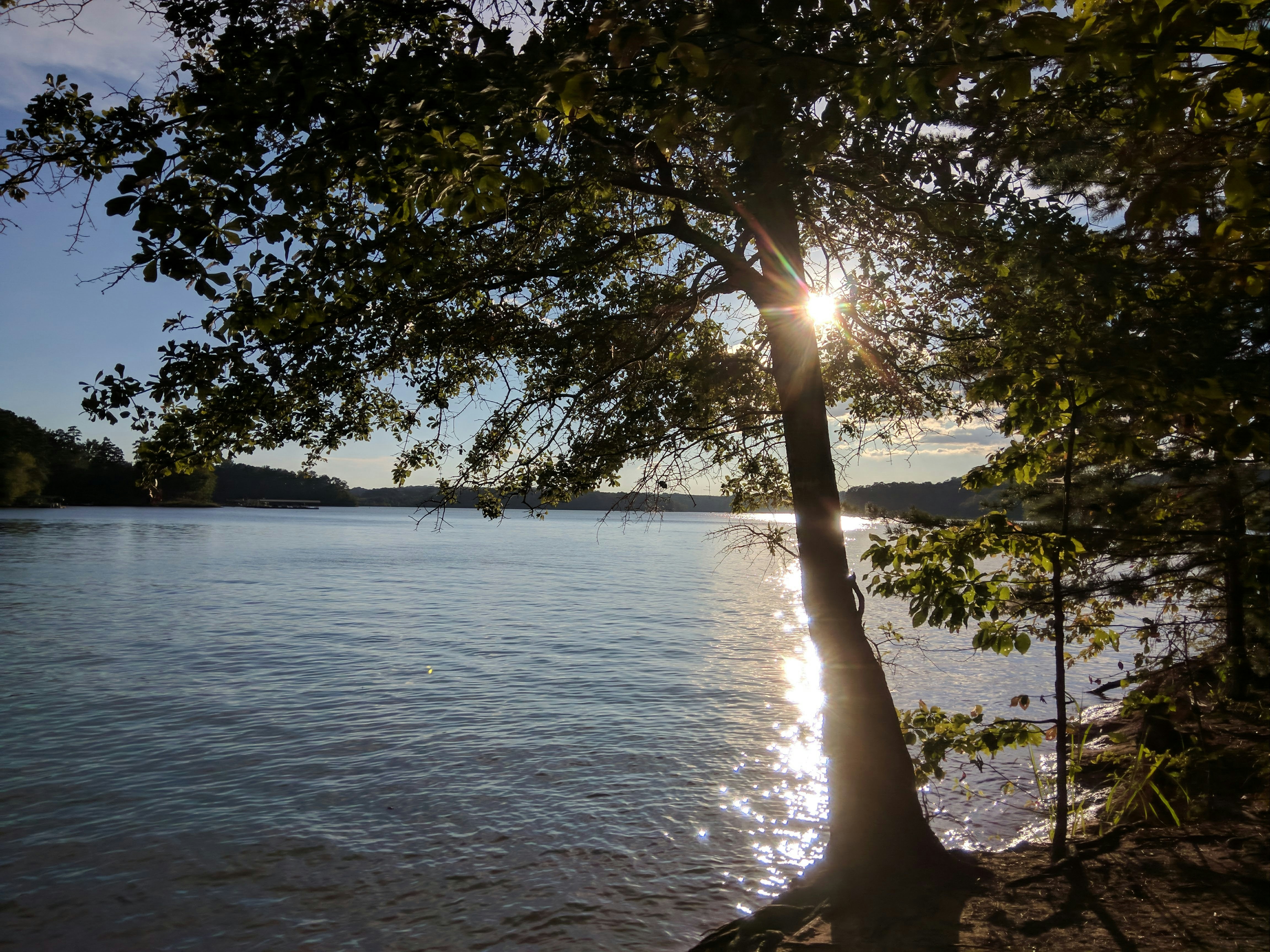 Sunlight filters through a tree overlooking a calm lake.