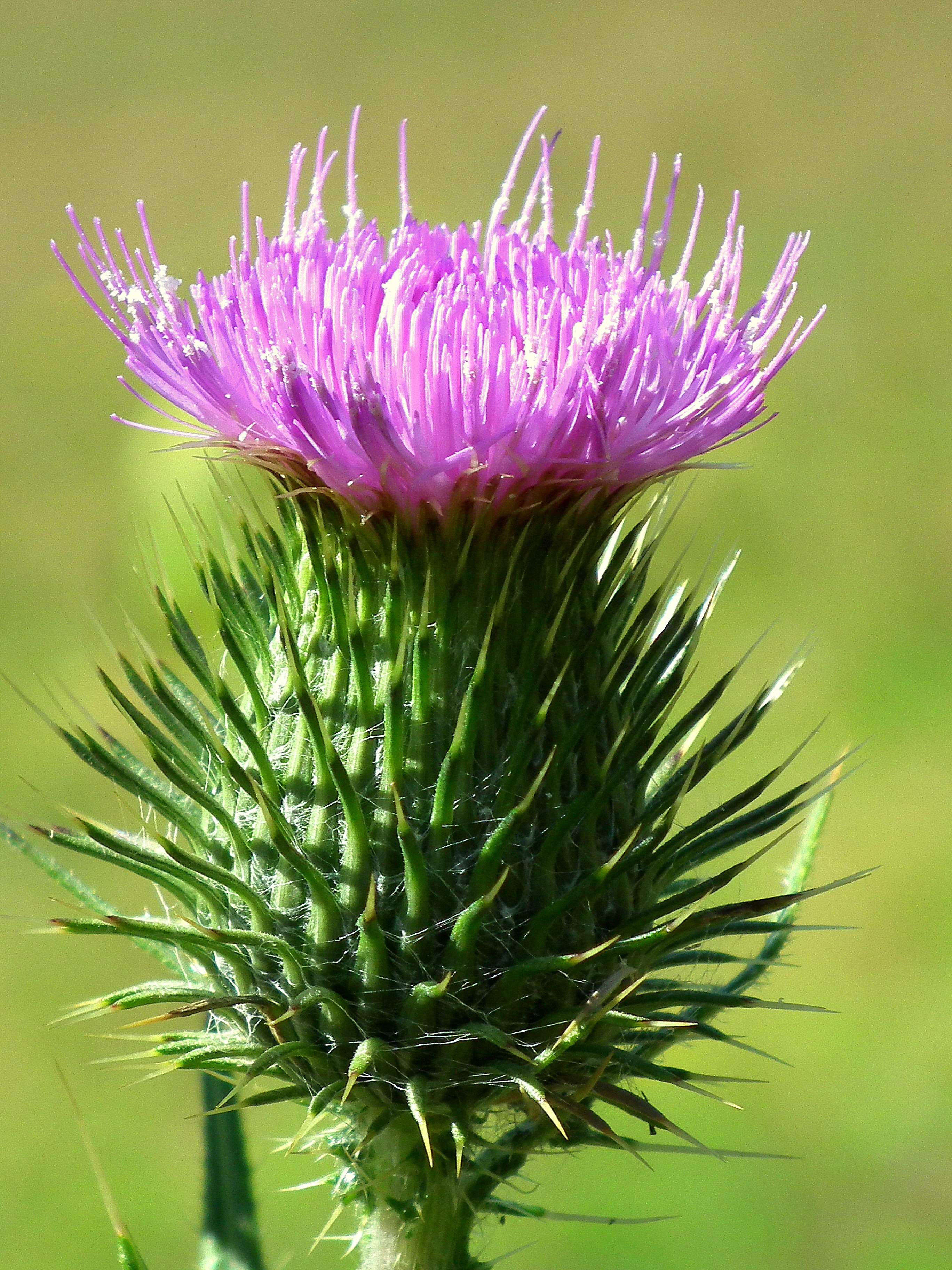 Purple Crown on Green Spines: A Thistle in Focus